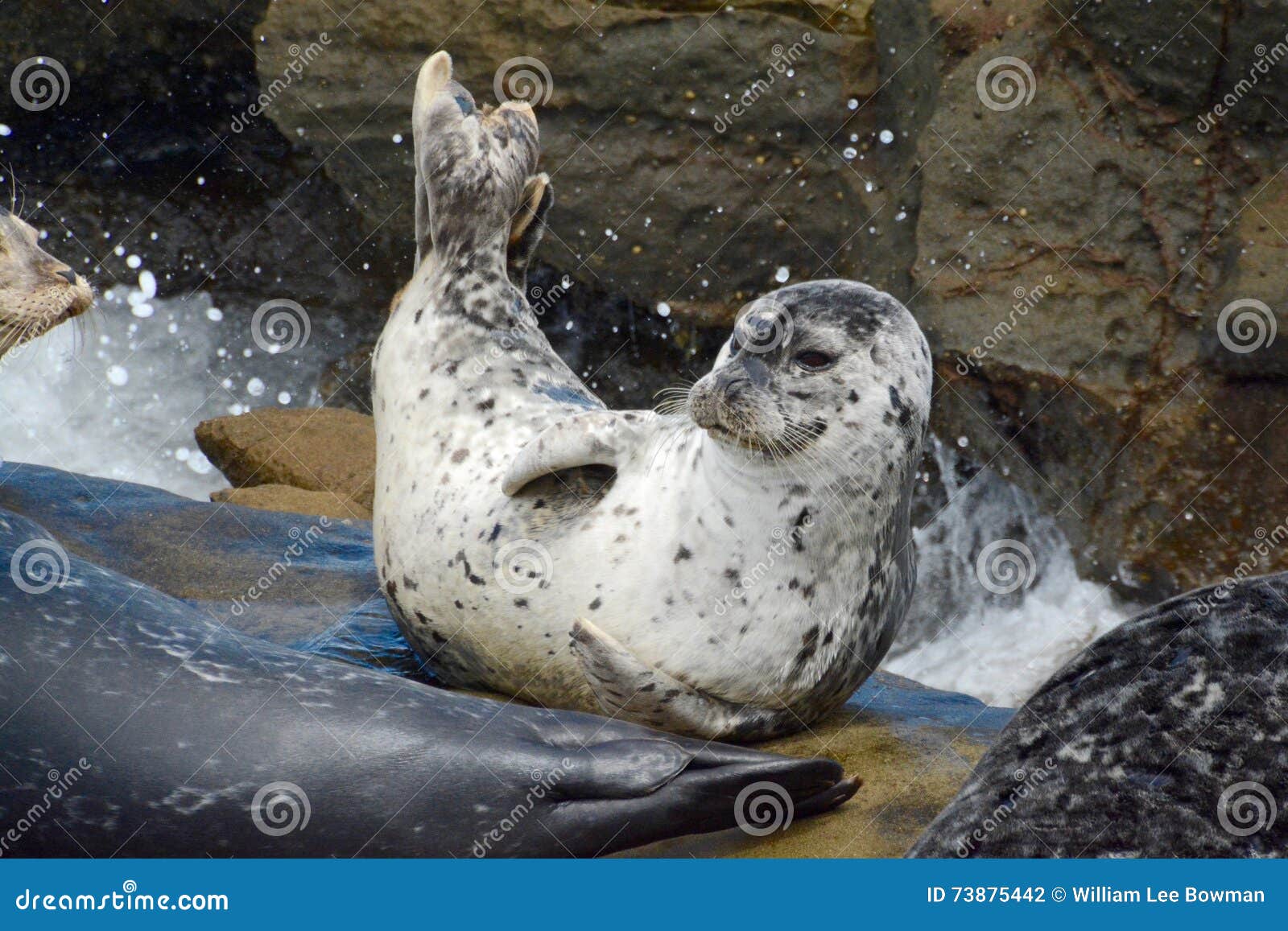 Seal at Rest stock photo. Image of coast, pacific, baby - 73875442