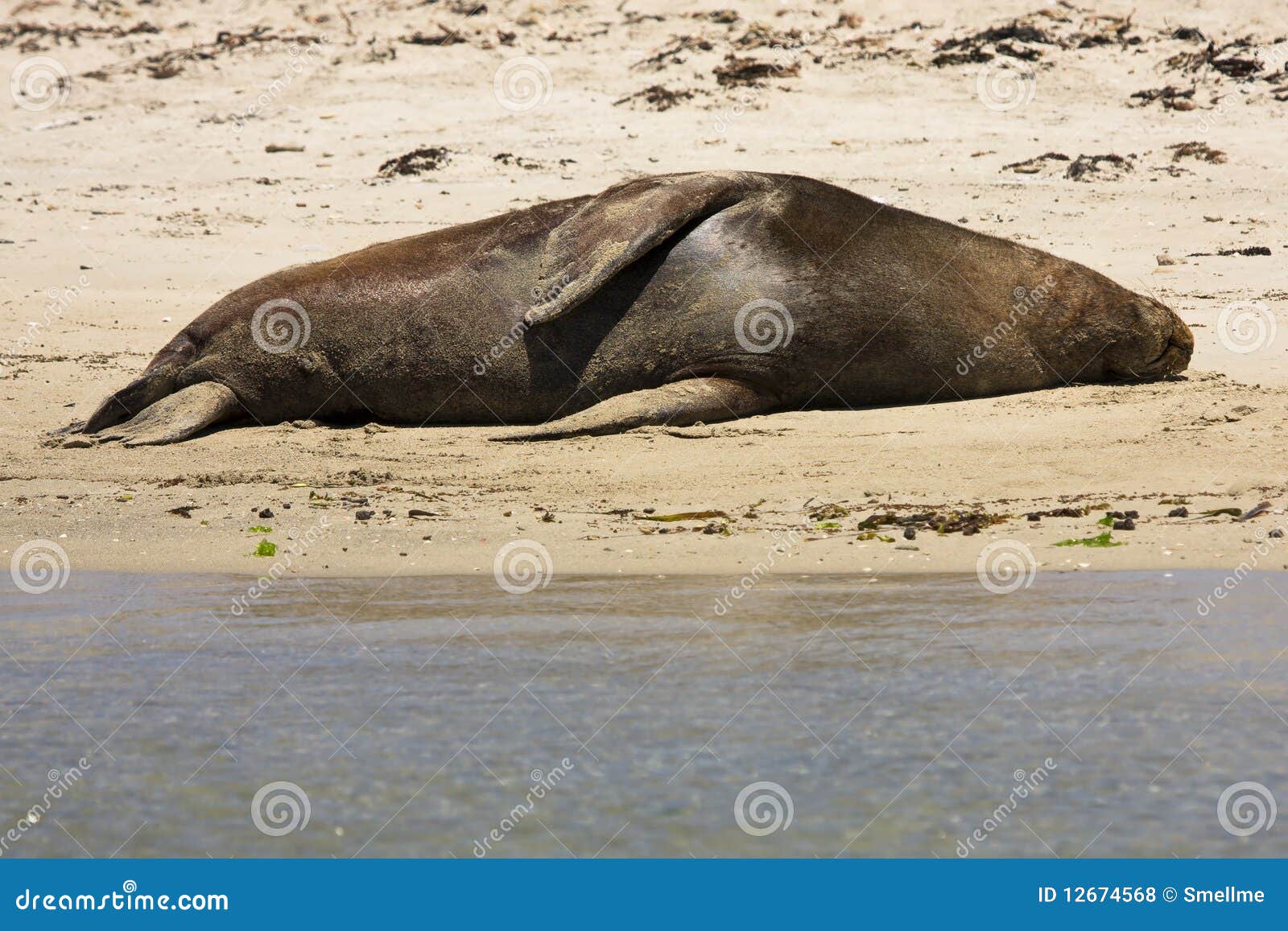 Seal resting stock photo. Image of lion, relax, neophoca - 12674568