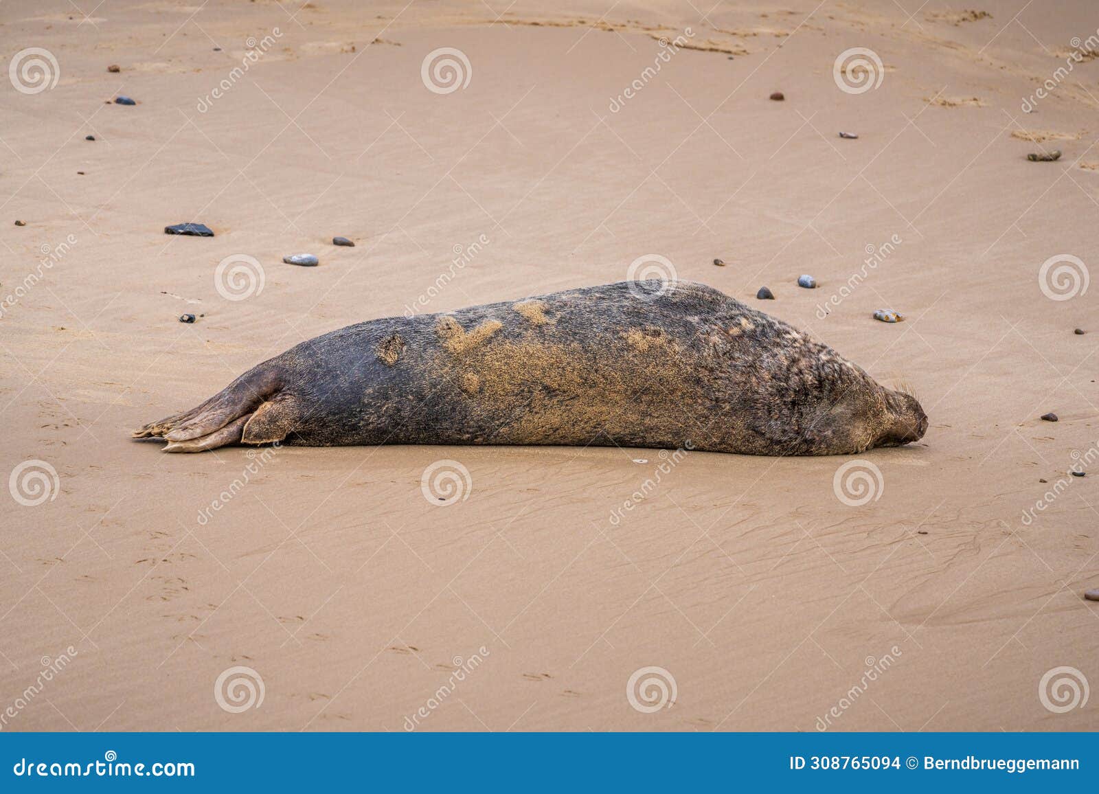 Seal resting on a beach stock photo. Image of outdoor - 308765094