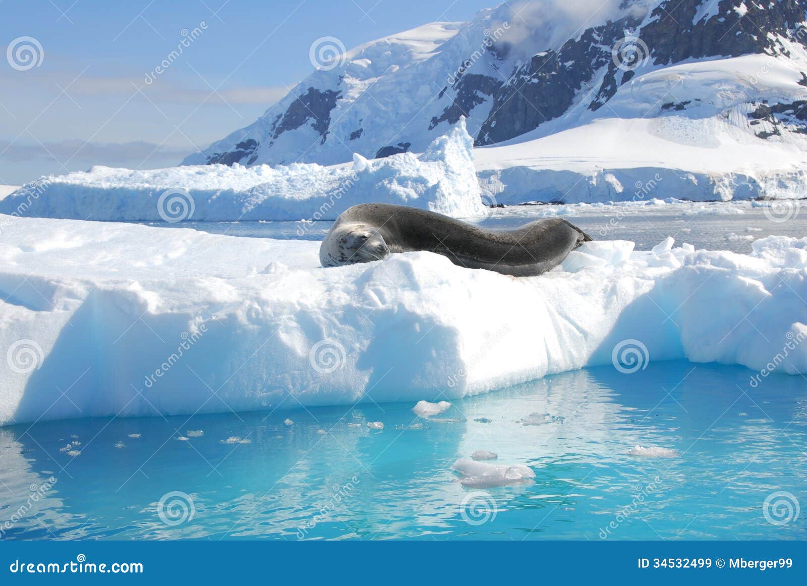 An Seal Resting on an Iceberg Stock Image - Image of adventure ...