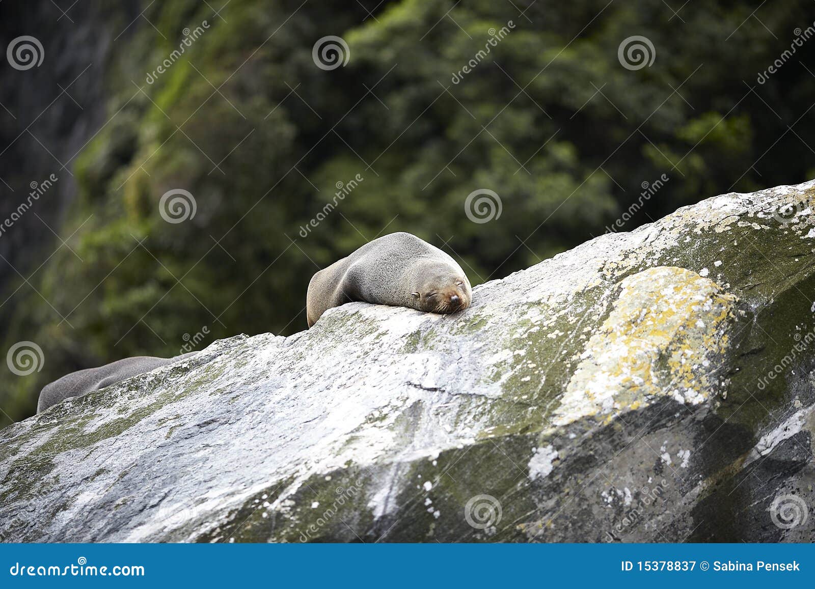 Seal resting on the rock stock image. Image of energy - 15378837