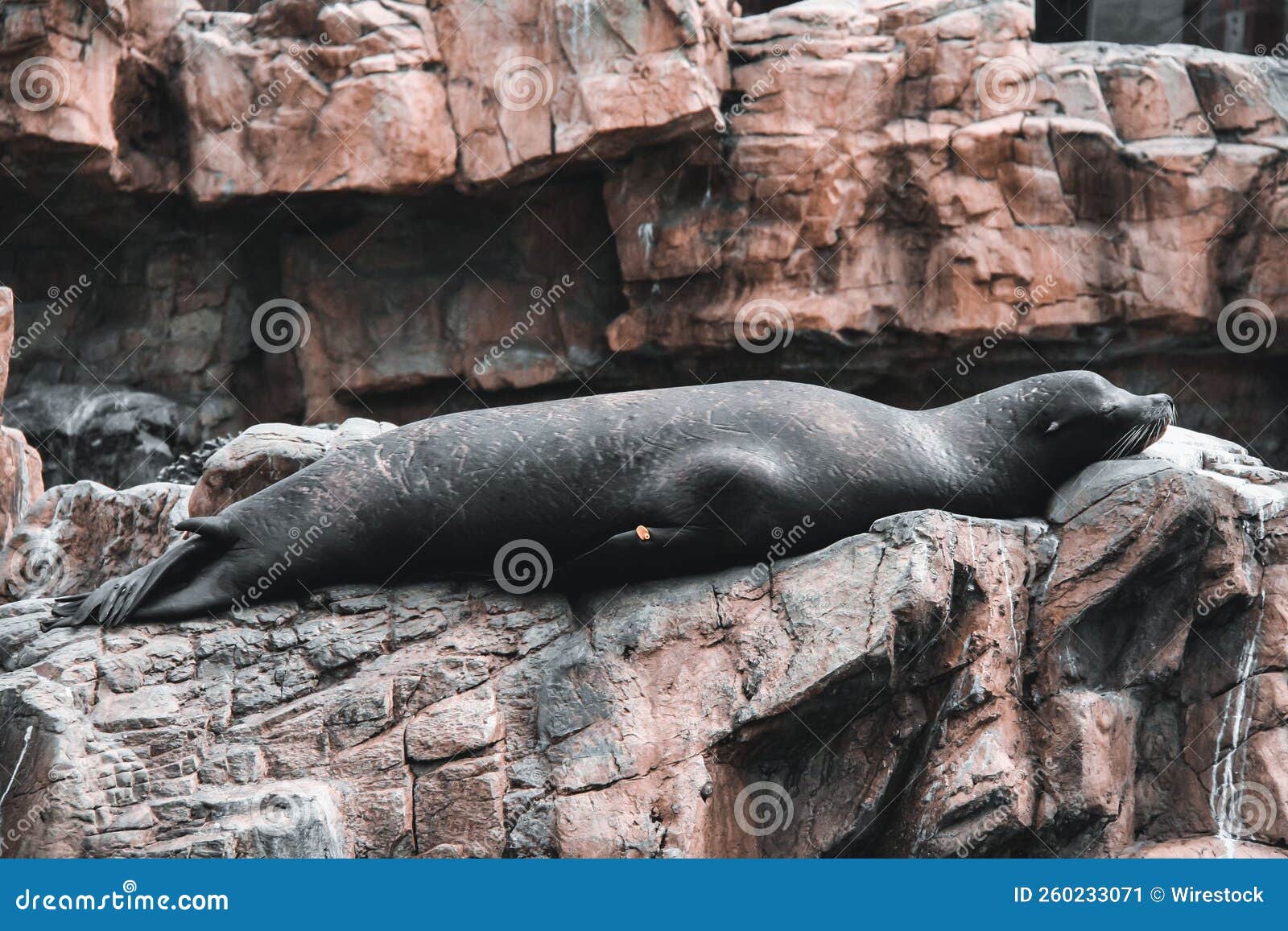 Seal Resting on a Rock during a Sunny Day Stock Image - Image of marine ...