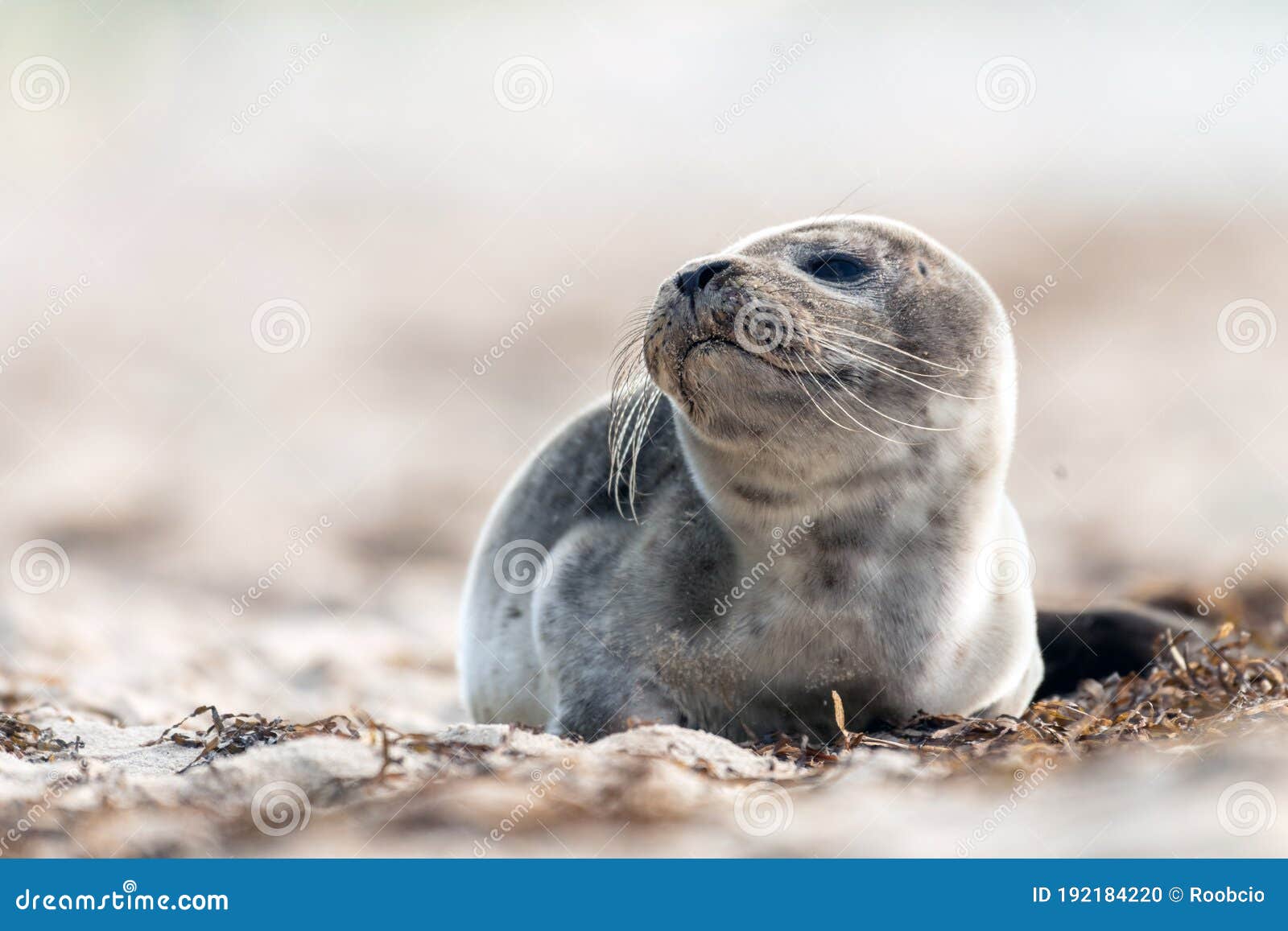 A Seal Resting on a Sandy Beach Stock Photo - Image of gray, nature ...