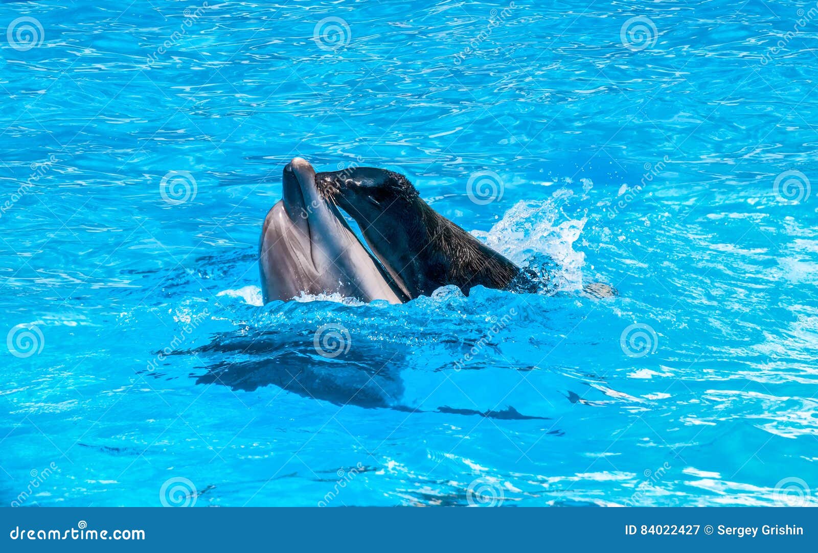 Seal is Riding on a Dolphin in Blue Water Stock Image - Image of couple ...