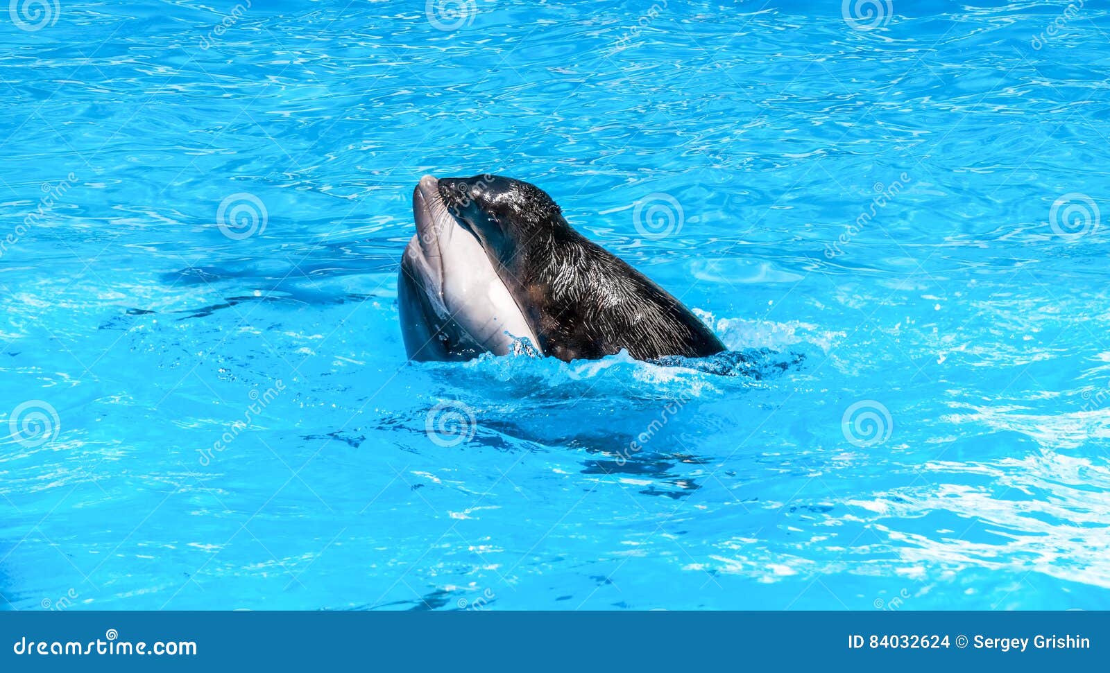 Seal is Riding on a Dolphin in Blue Water Stock Photo - Image of ocean ...