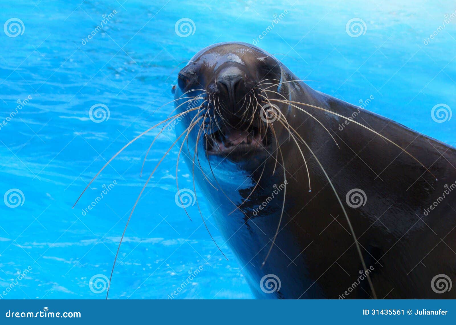 Seal stock image. Image of roar, cute, mammal, leather - 31435561