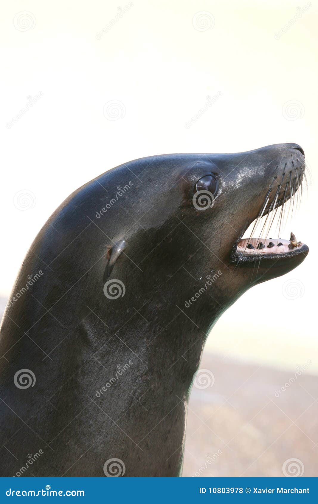 Seal side stock photo. Image of rock, swim, ocean, mammal - 10803978