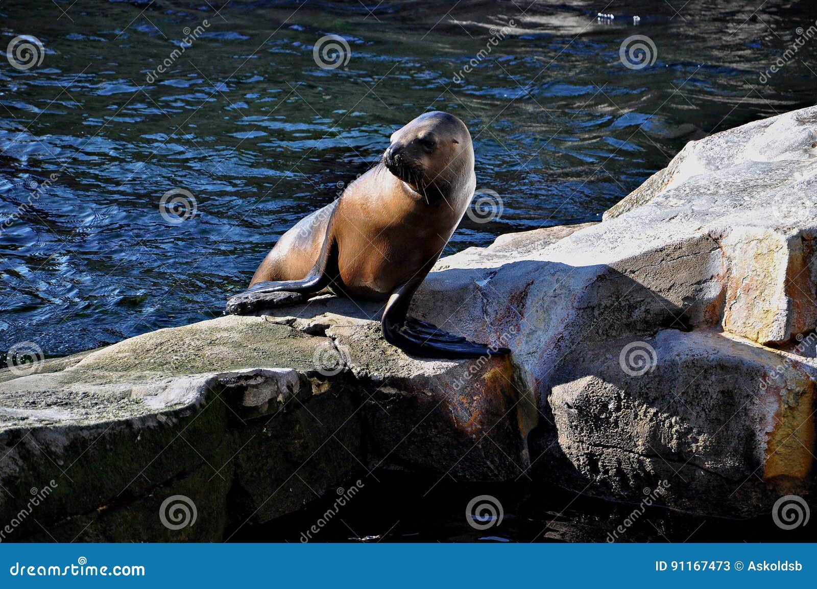 Seal Sits on Rocks by the Pool. Stock Image - Image of beach, life ...