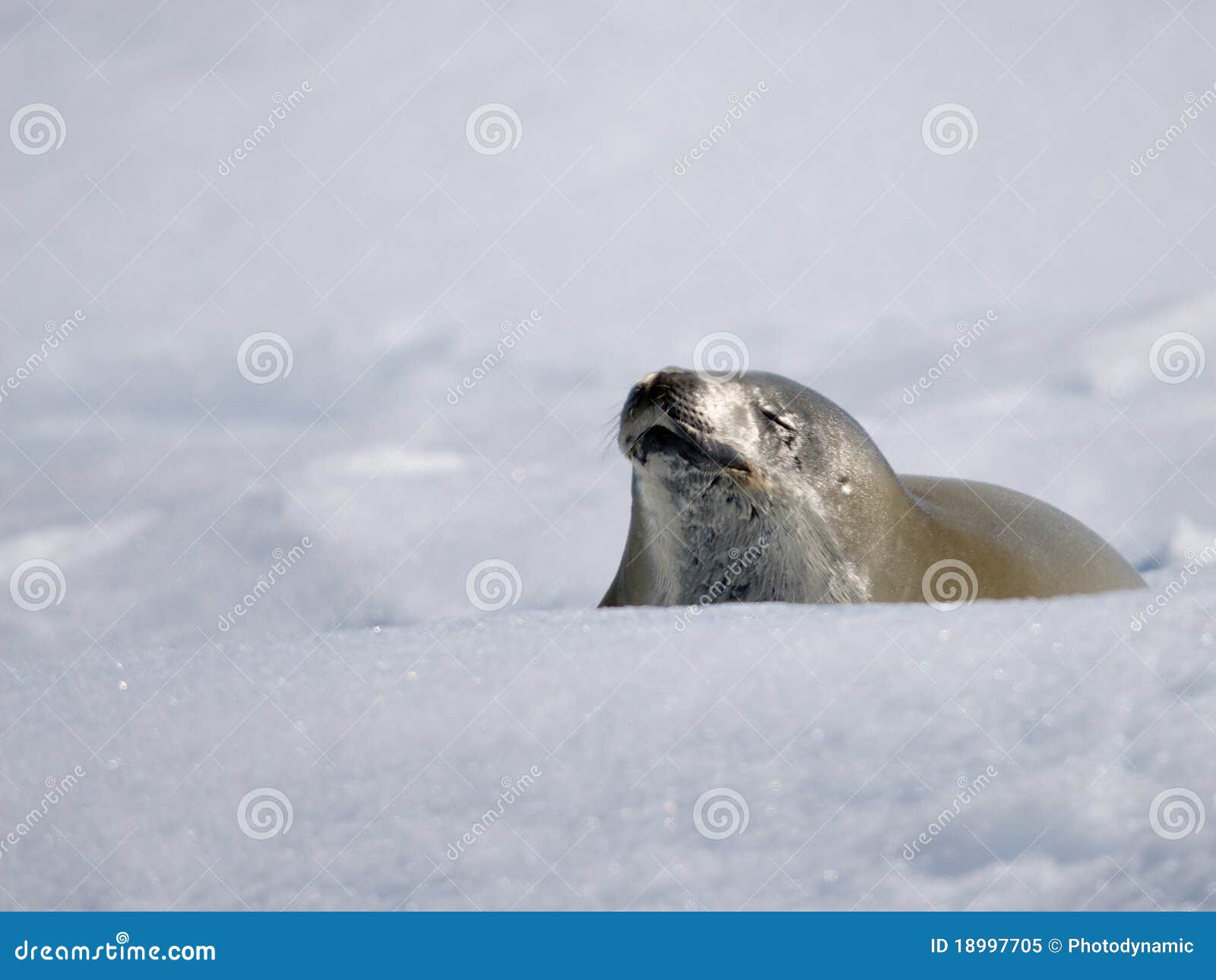 Seal and snow stock image. Image of snow, antarctic, golden - 18997705