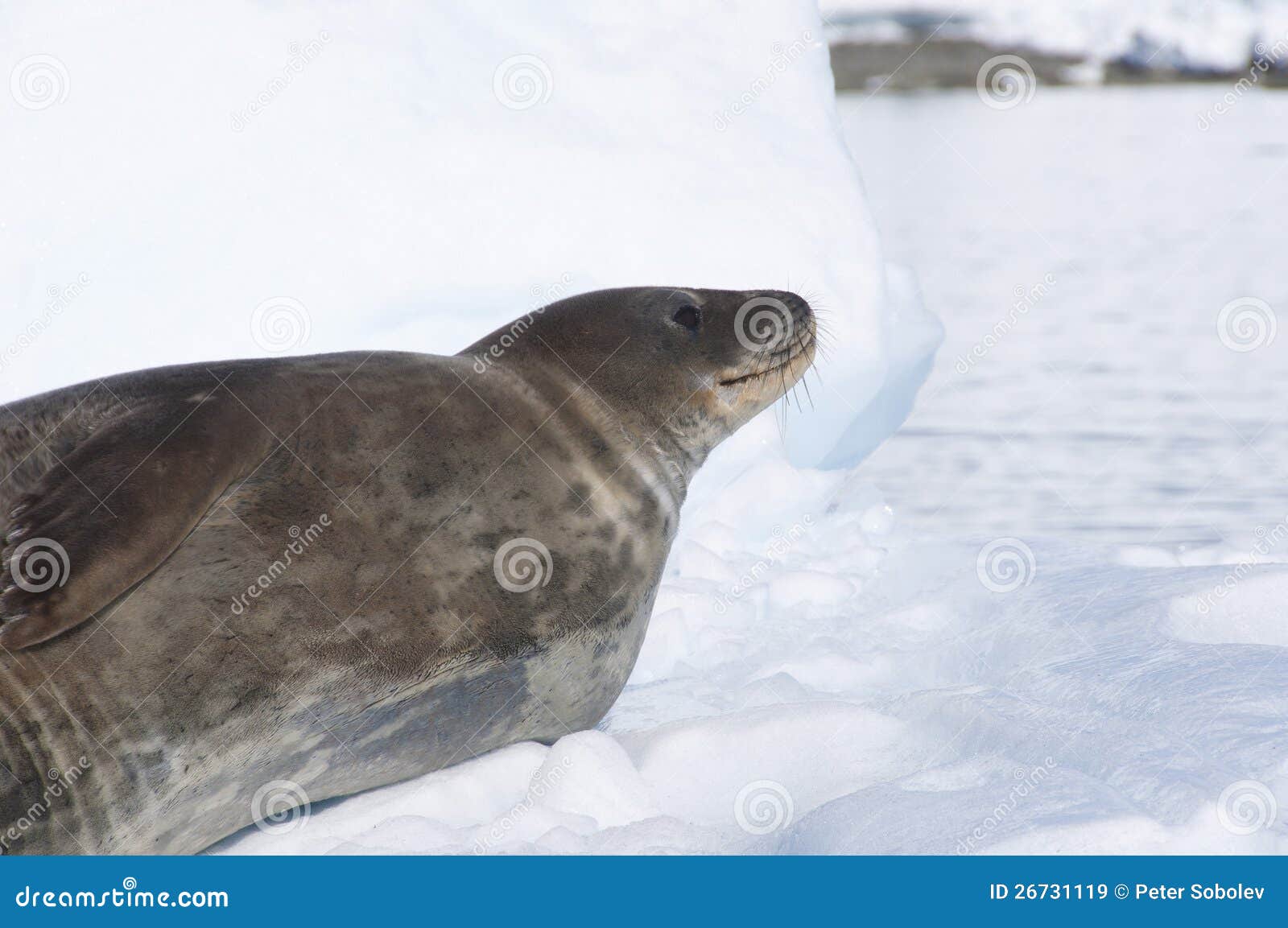 Seal on the Snow. Antarctic Stock Image - Image of laying, posing: 26731119