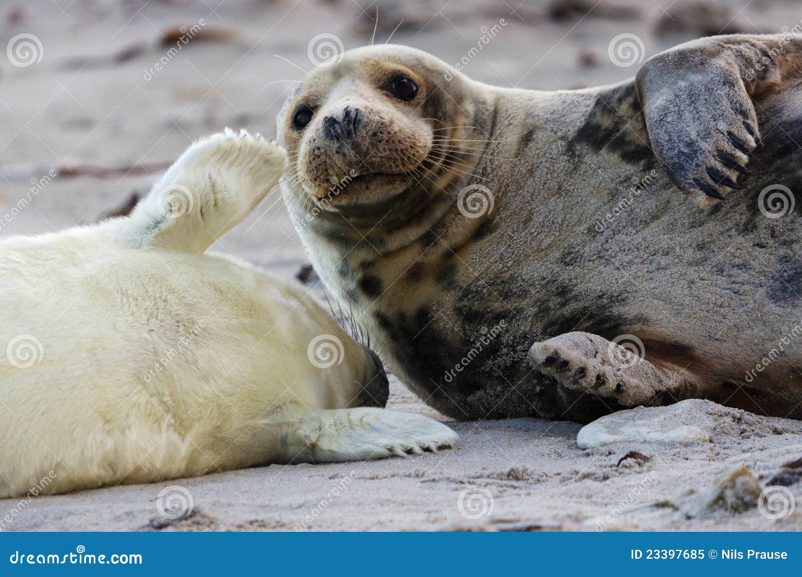 Seal and son stock image. Image of wildlife, young, outdoors - 23397685