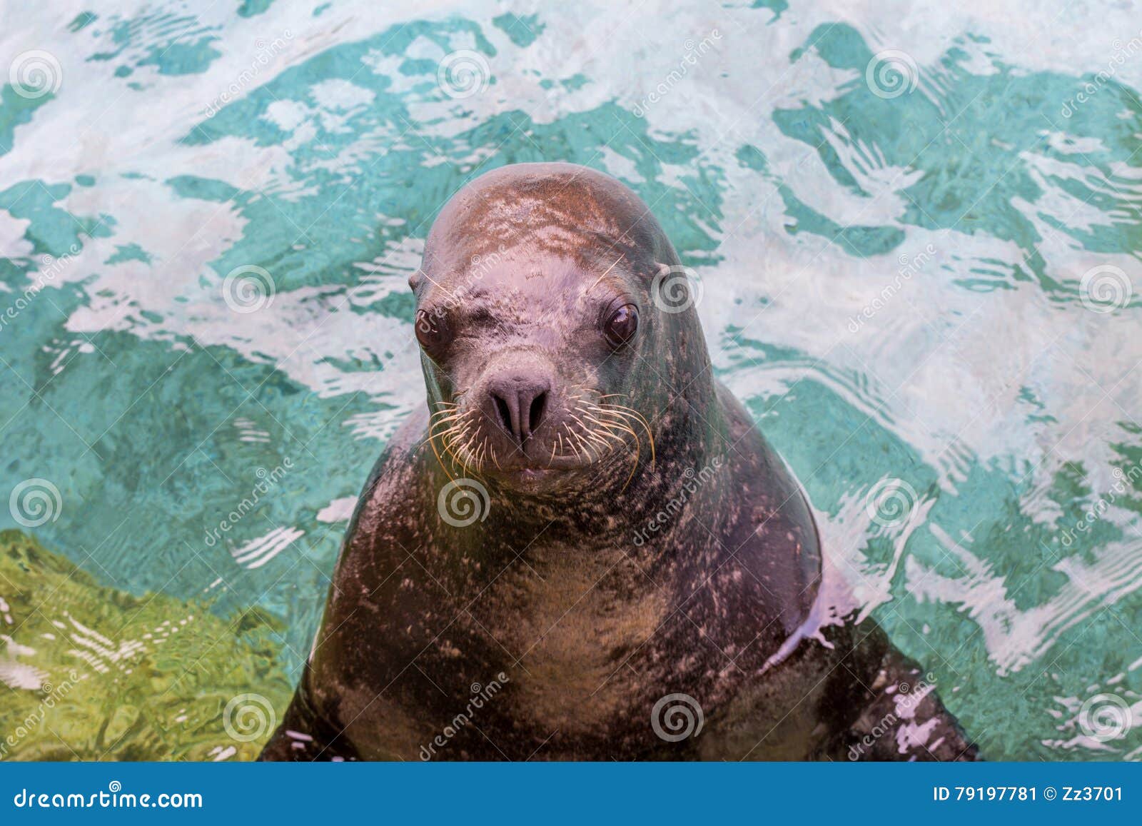 Seal Side Stock Photo | CartoonDealer.com #10803978
