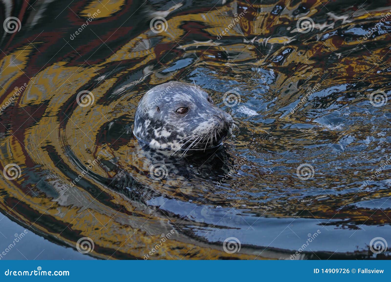 Seal Swimming In Zoo Pool Looking Into Camera Stock Photography ...