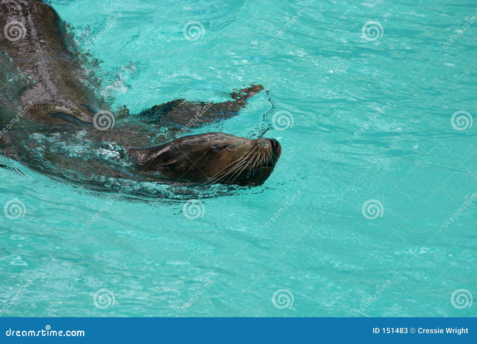 Seal Swimming stock image. Image of stir, seal, marine - 151483
