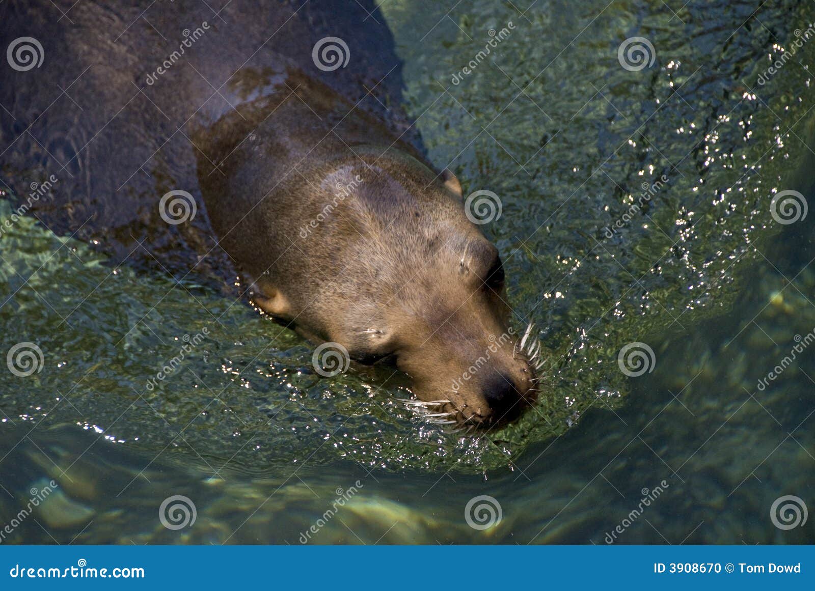 Seal swimming stock photo. Image of swim, looks, nose - 3908670