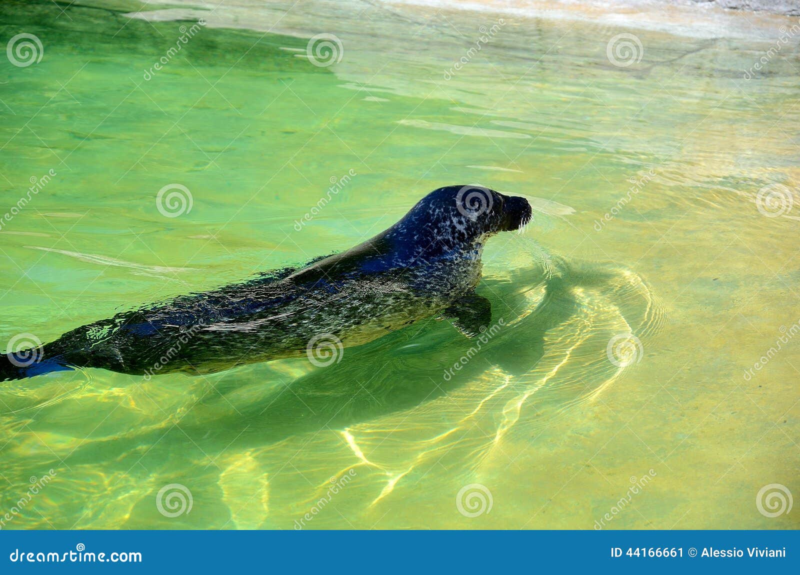 Seal swimming stock image. Image of otaria, swimming - 44166661