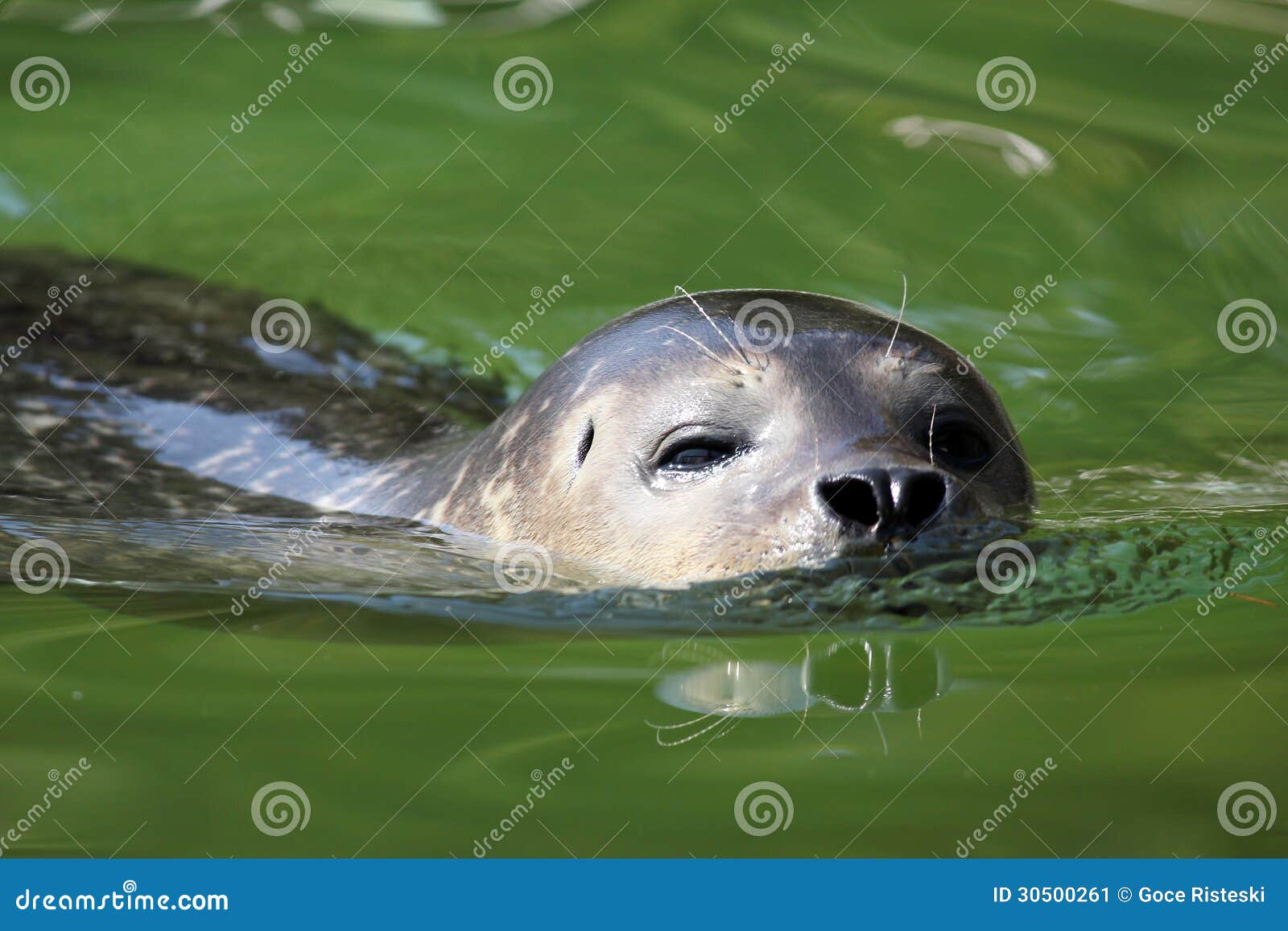 Seal Swimming In Zoo Pool Looking Into Camera Stock Photography ...