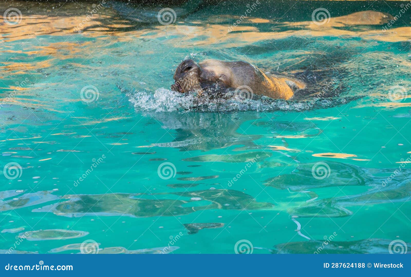 Seal Swimming Out and Surfacing Above the Water Stock Photo - Image of ...