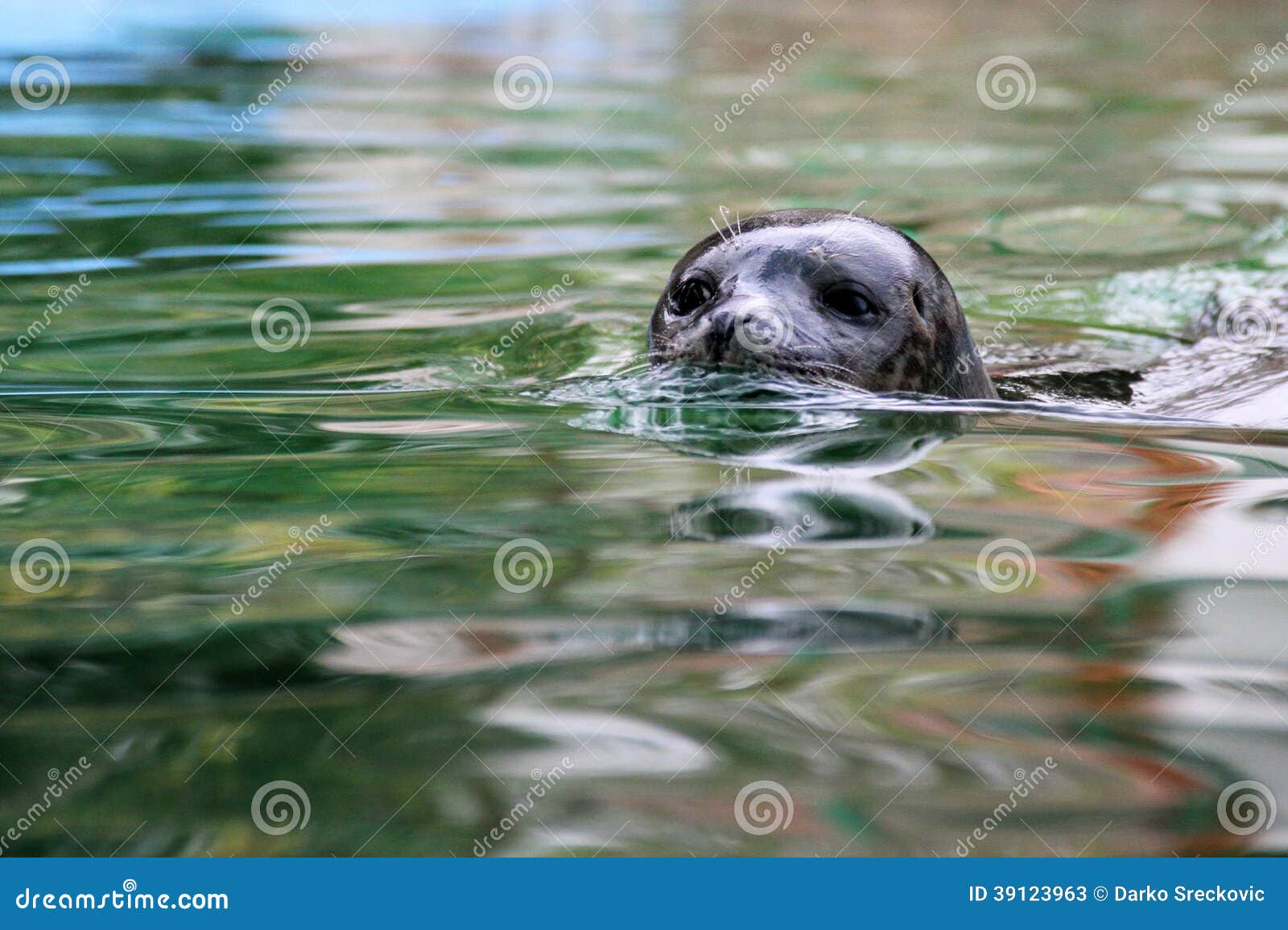 Seal stock image. Image of animal, swimming, oceanic - 39123963