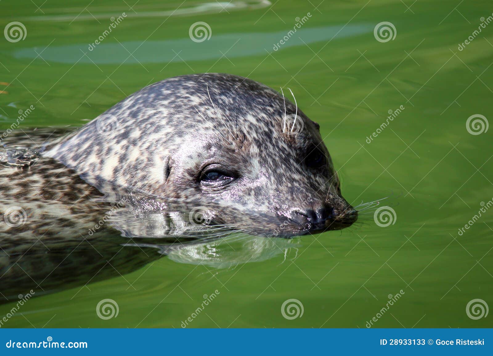 Seal swimming portrait stock image. Image of sealion - 28933133