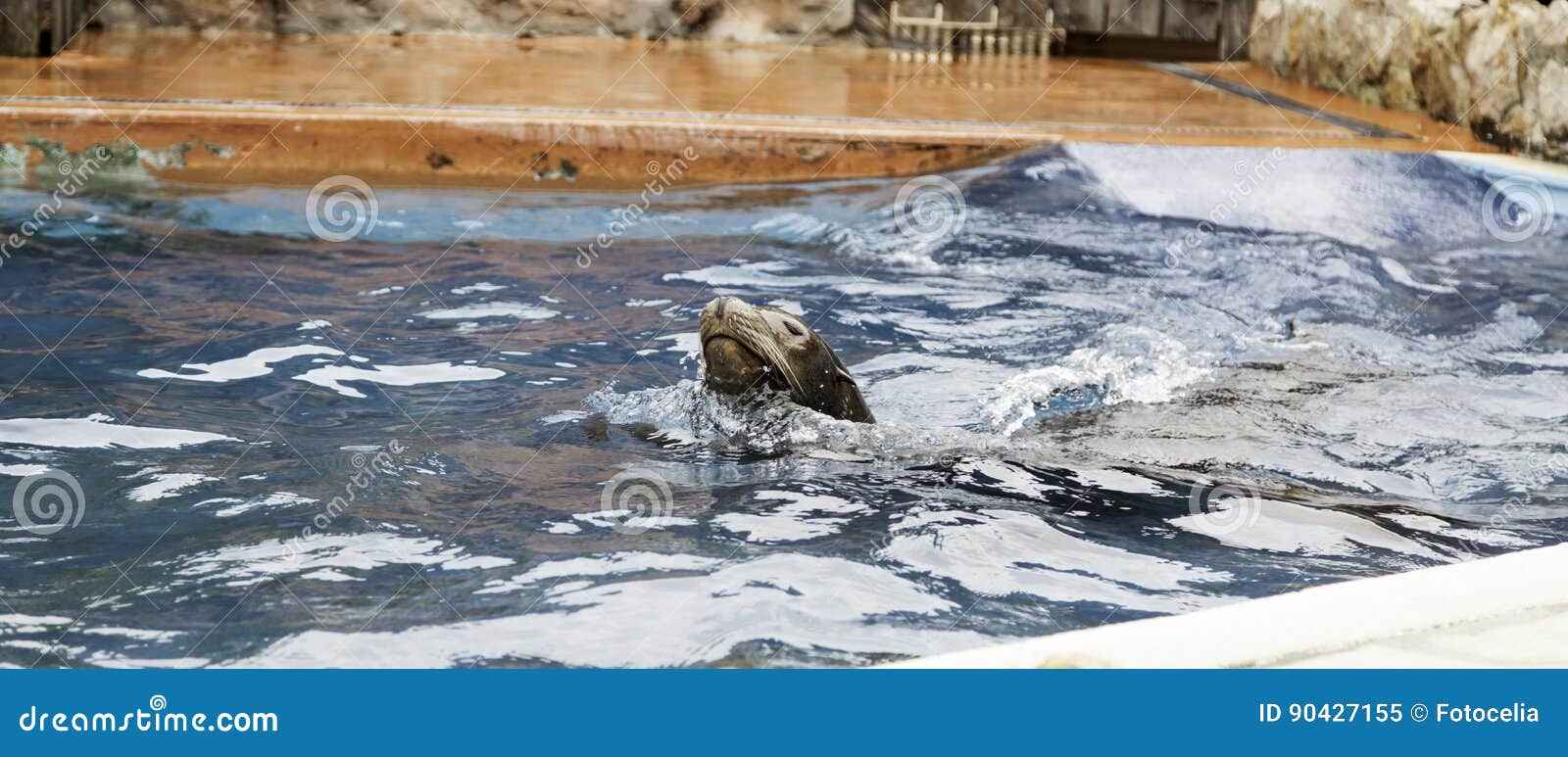 Seal swimming water stock image. Image of outdoor, ocean - 90427155