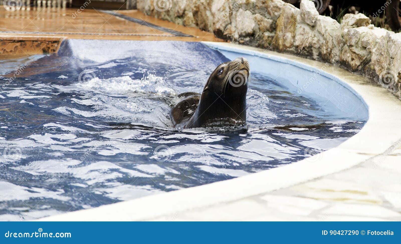 Seal swimming water stock photo. Image of action, head - 90427290