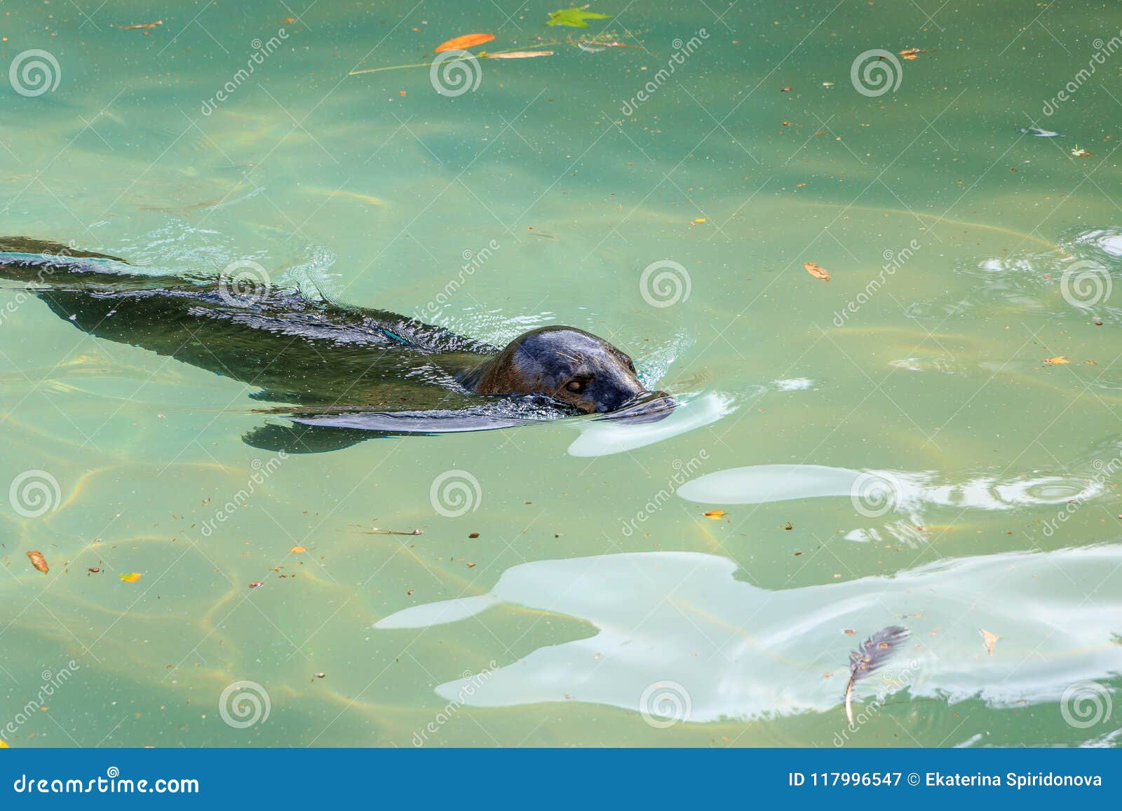 Seal editorial photography. Image of travel, cute, water - 117996547