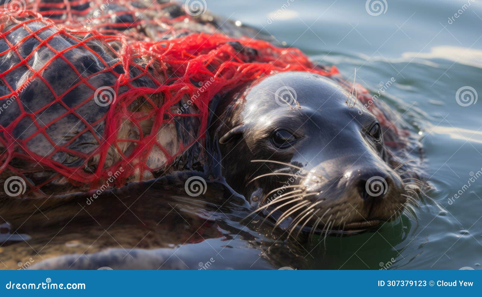Seal Tangled in a Plastic Fishing Net Stock Illustration - Illustration ...