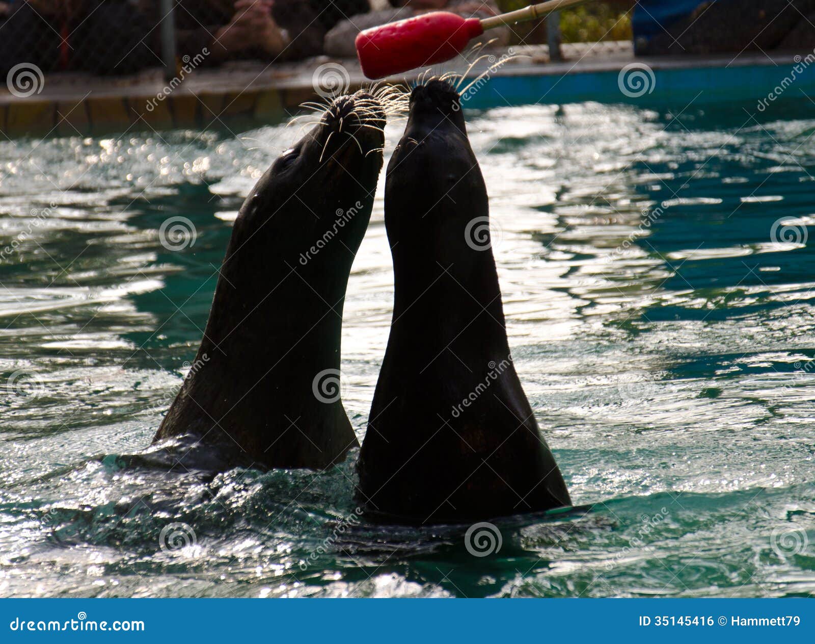 Seal with target stick stock photo. Image of swim, curious - 35145416