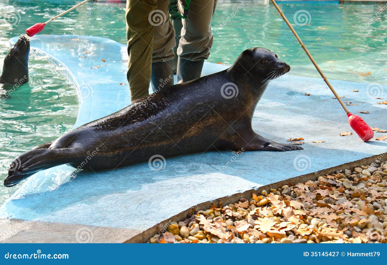 Seal with target stick stock image. Image of common, rest - 35145427