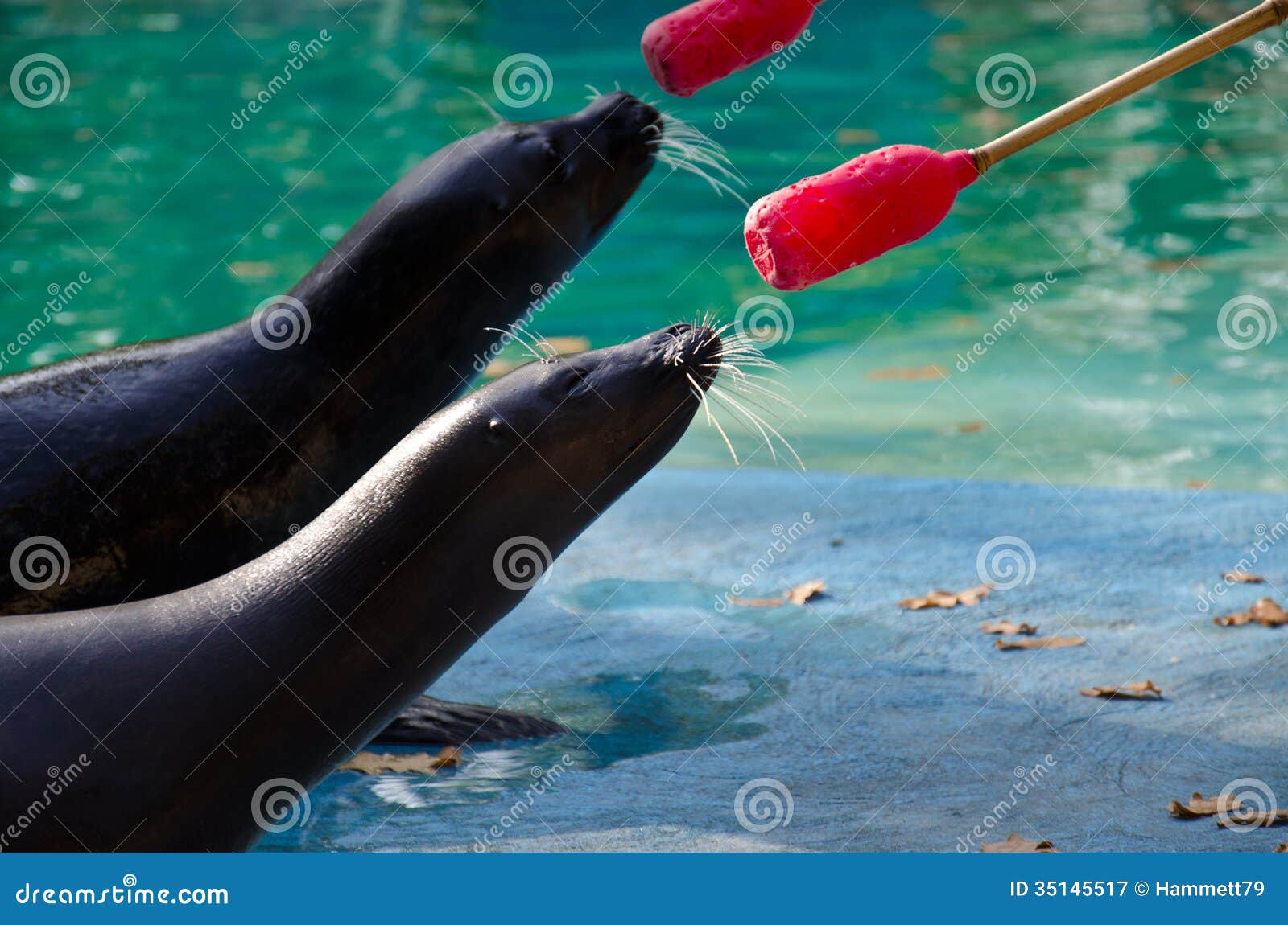 Seal with target stick stock image. Image of looking - 35145517