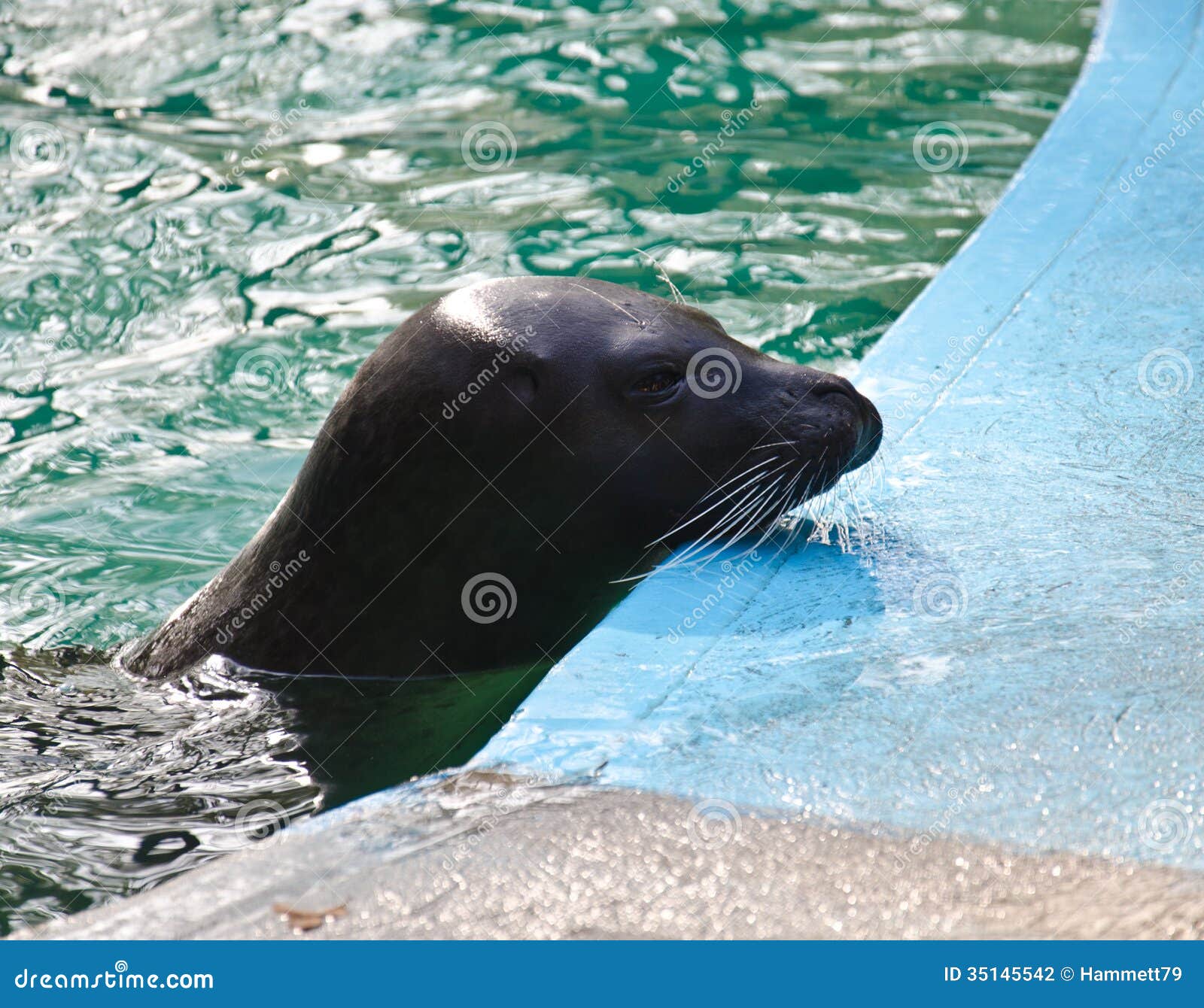 Seal with target stick stock photo. Image of natural - 35145542