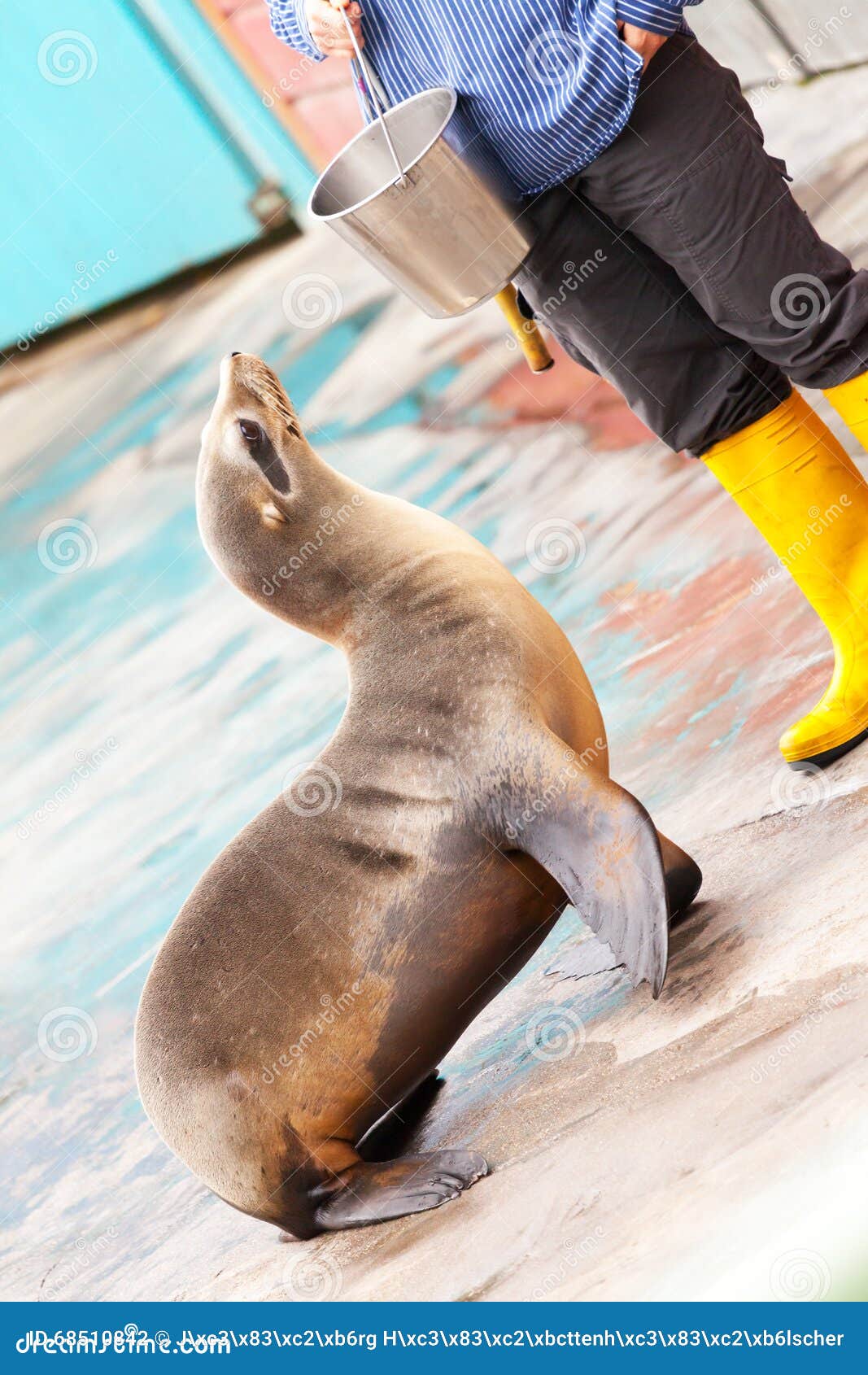 Seal waiting for fish stock photo. Image of animal, walrus - 68510842