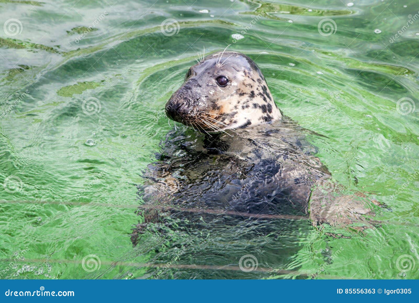 Seal in the water stock image. Image of north, portrait - 85556363