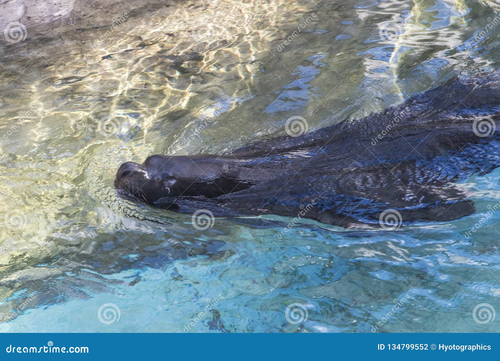 Seal in the water stock photo. Image of beach, exercise - 134799552