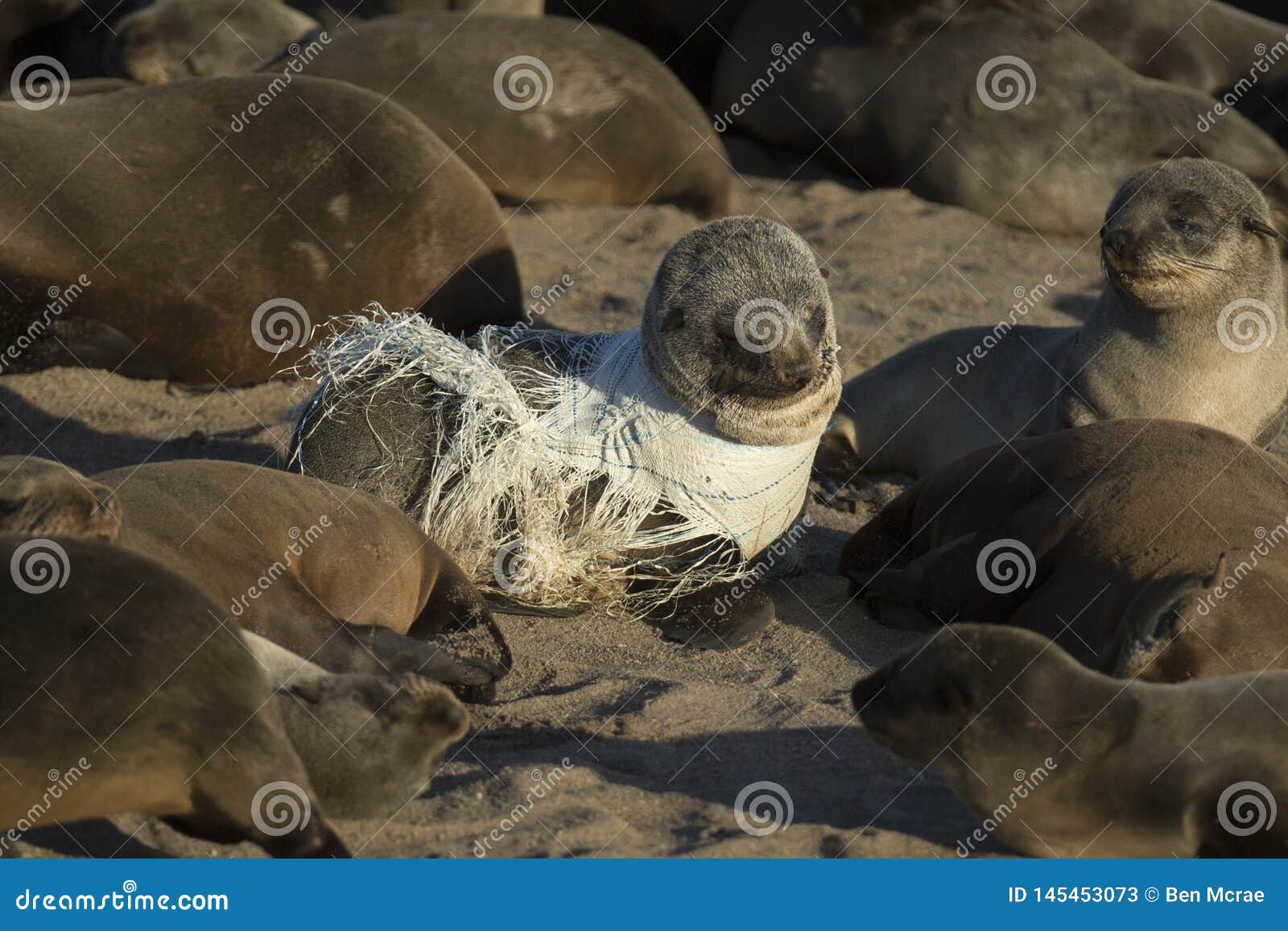 Seal wrapped in rubbih. stock image. Image of bathing - 145453073