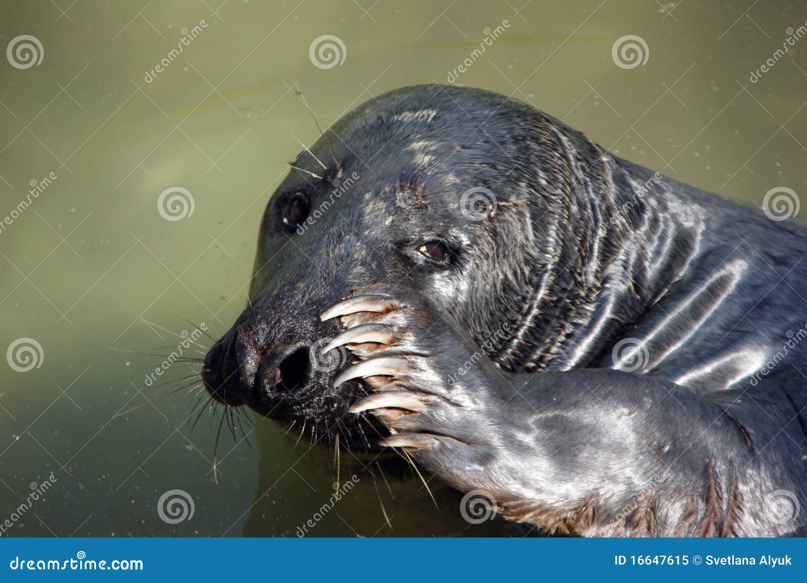 Seal at the zoo stock image. Image of species, animal - 16647615