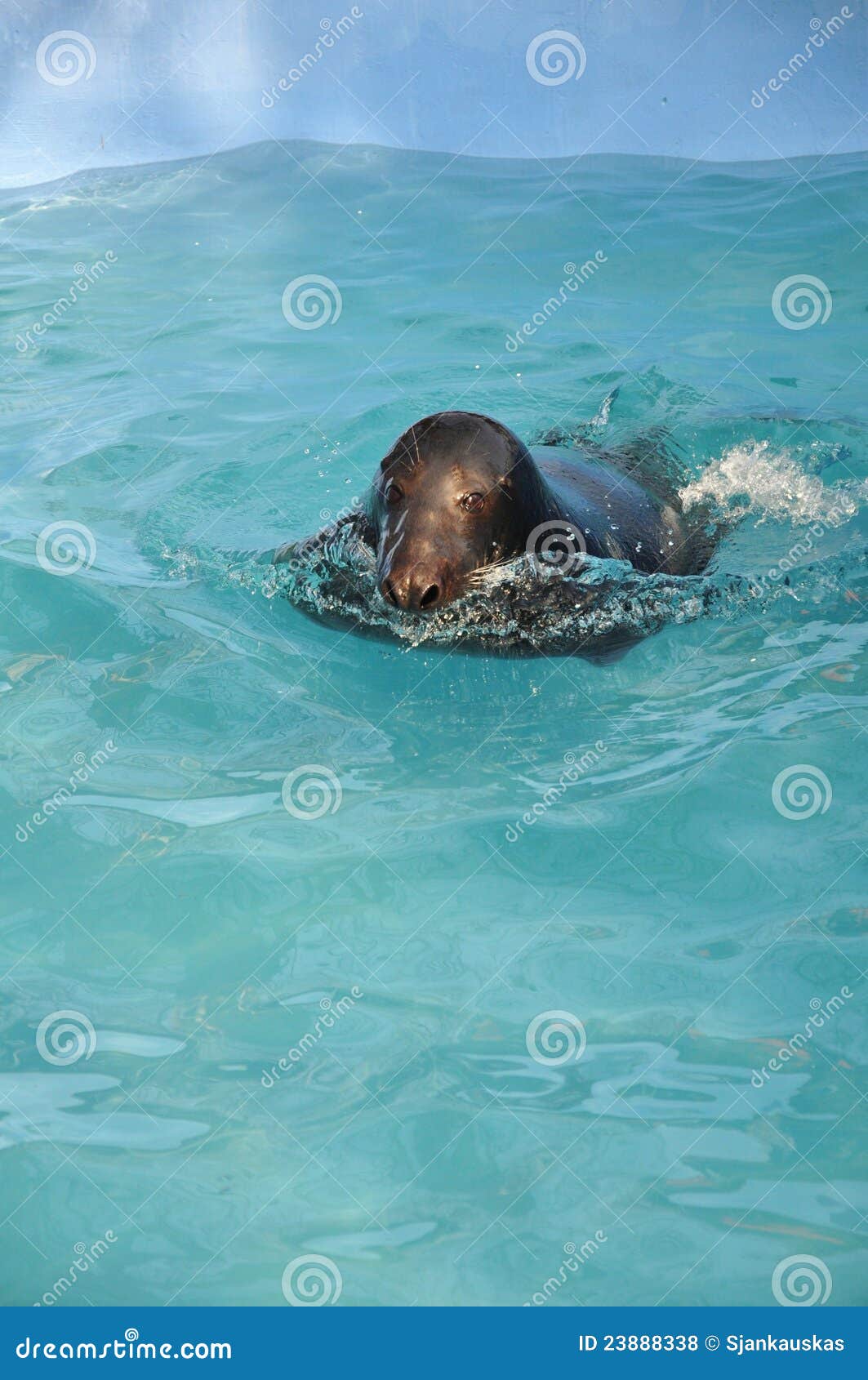Seal in a zoo pool stock photo. Image of nature, body - 23888338