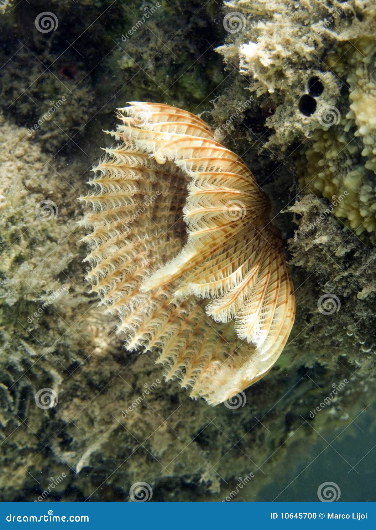 Sealife : Feather Duster Worm Stock Photo - Image of animal, christmas ...