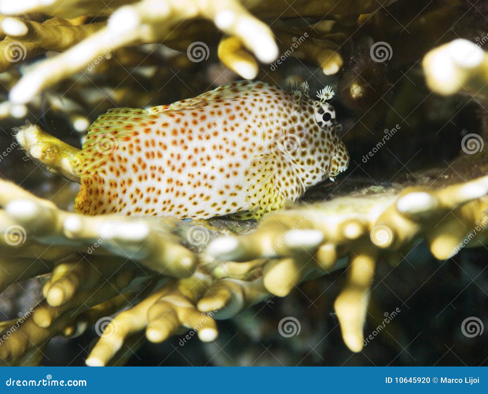 Leopard Blenny Exallias Brevis Undersea, Red Sea, Egypt, Sharm El ...
