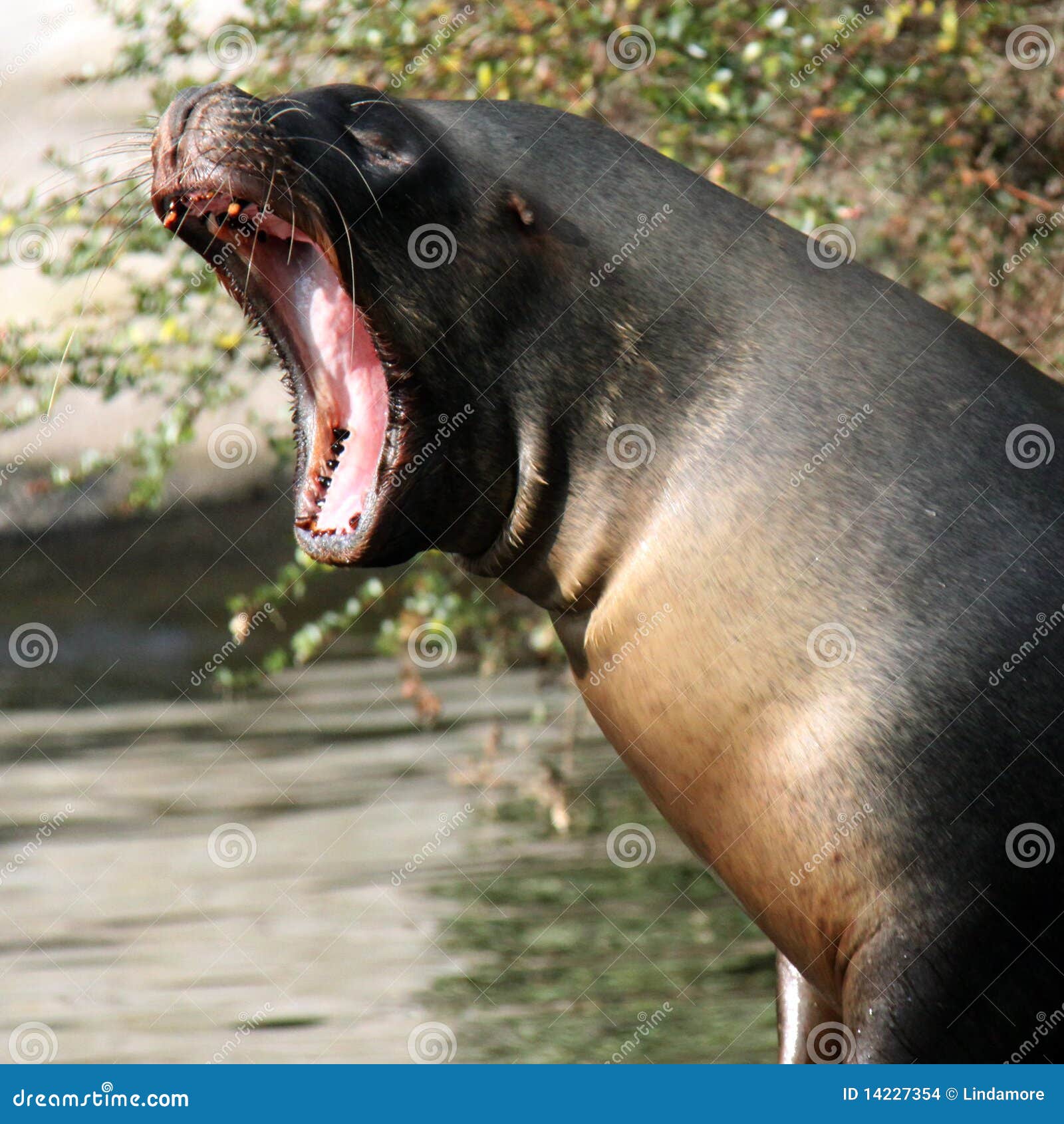 Sealion close up yawning stock photo. Image of lion, open - 14227354