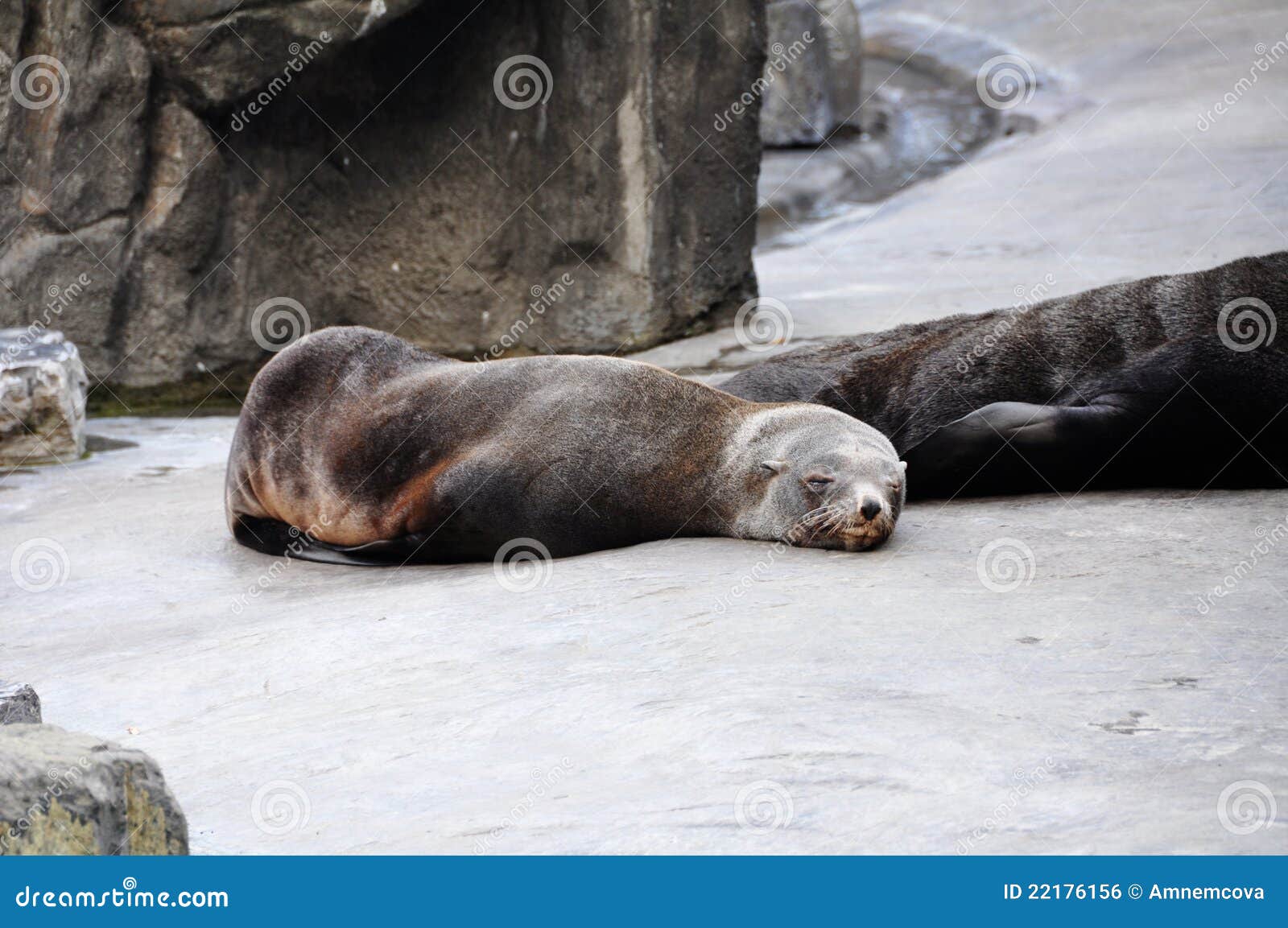 Seals stock photo. Image of wilderness, wild, marine - 22176156