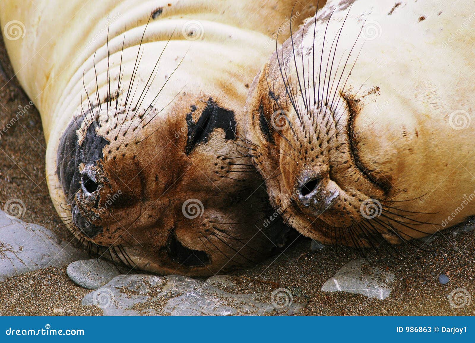 Seals stock image. Image of relax, drowsy, tranquility - 986863