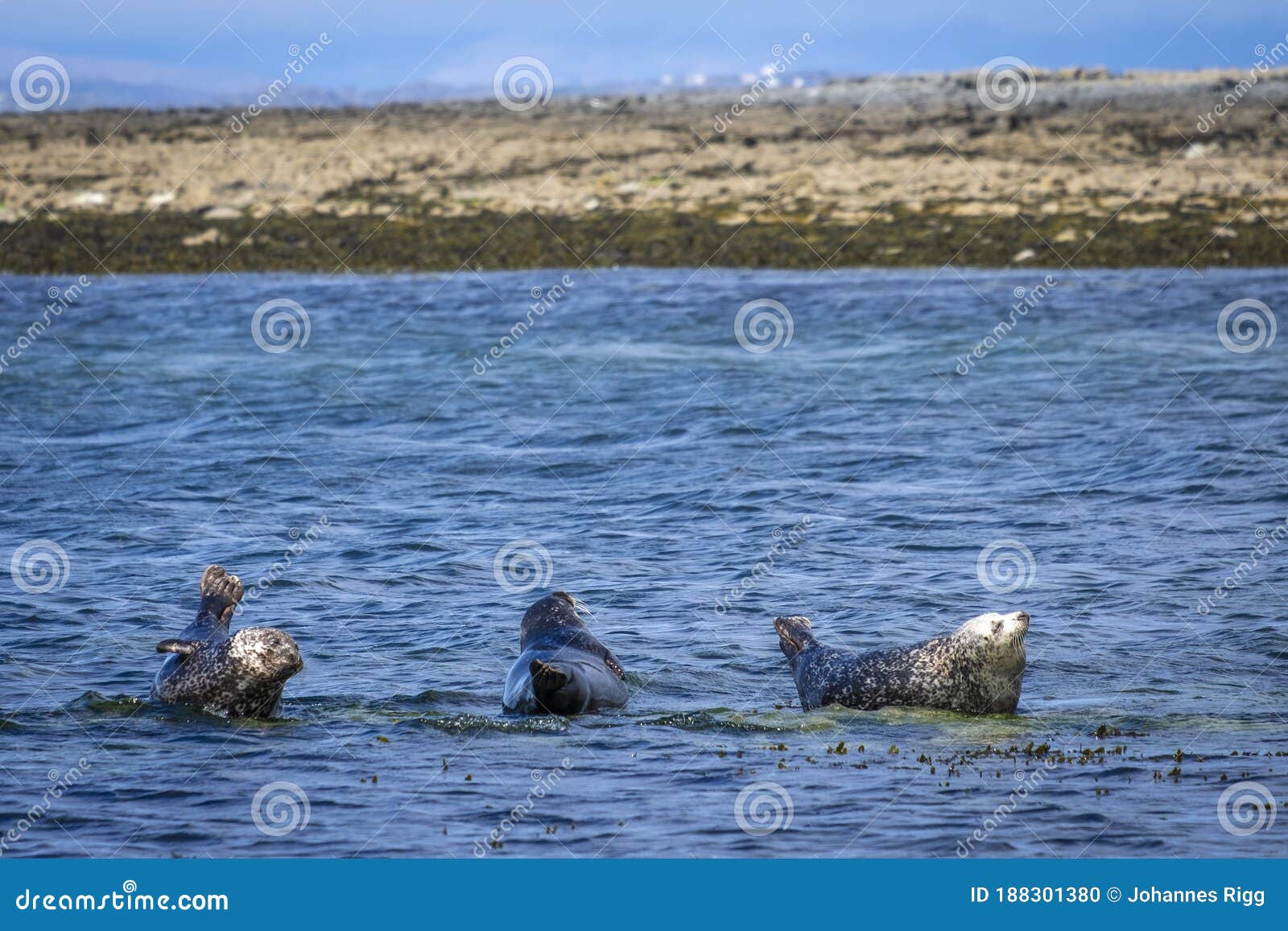 Seals Along the Irish Atlantic Coast Stock Photo - Image of grey, coast ...