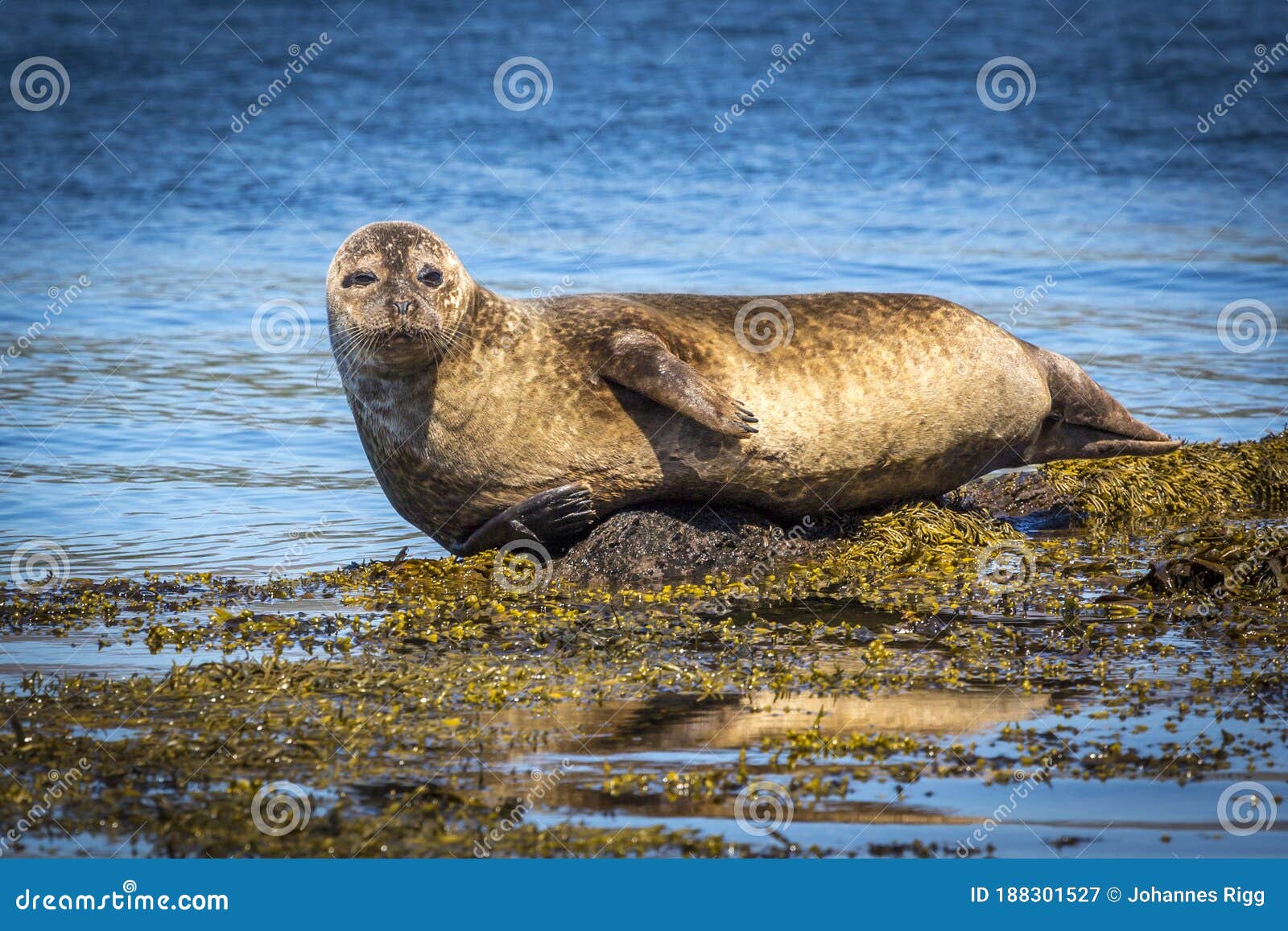 Seals Along the Irish Atlantic Coast Stock Image - Image of landscape ...