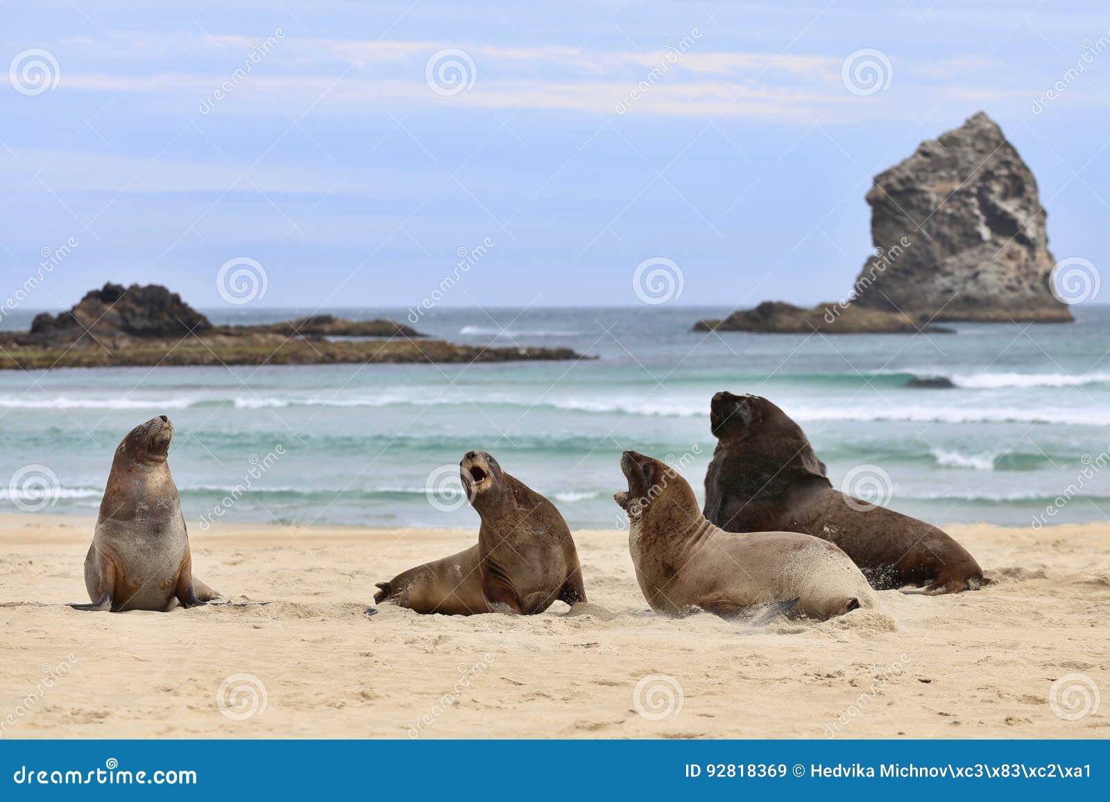 Four Seals Sleeping On The Rocks At Ballestas Island, Paracas Na Stock ...