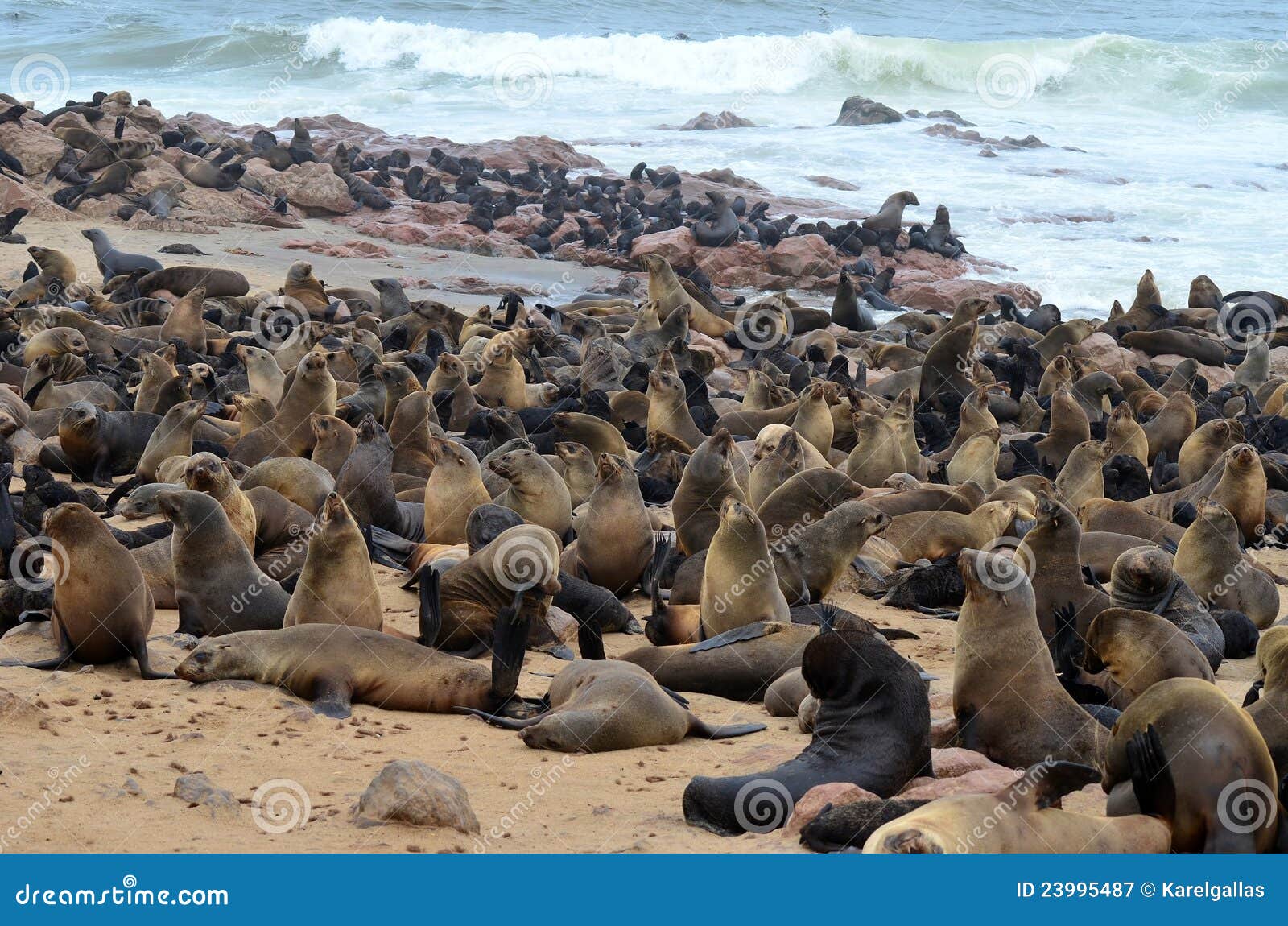 Seals colony stock image. Image of animal, hope, baby - 23995487