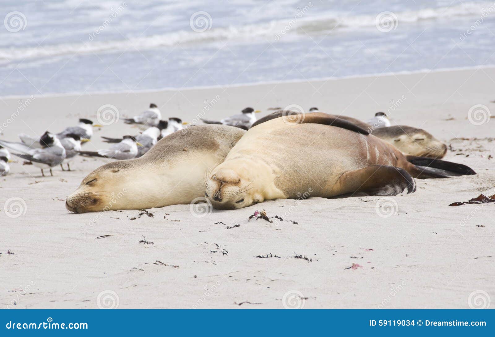 Seals Couple stock photo. Image of sleeping, romance - 59119034