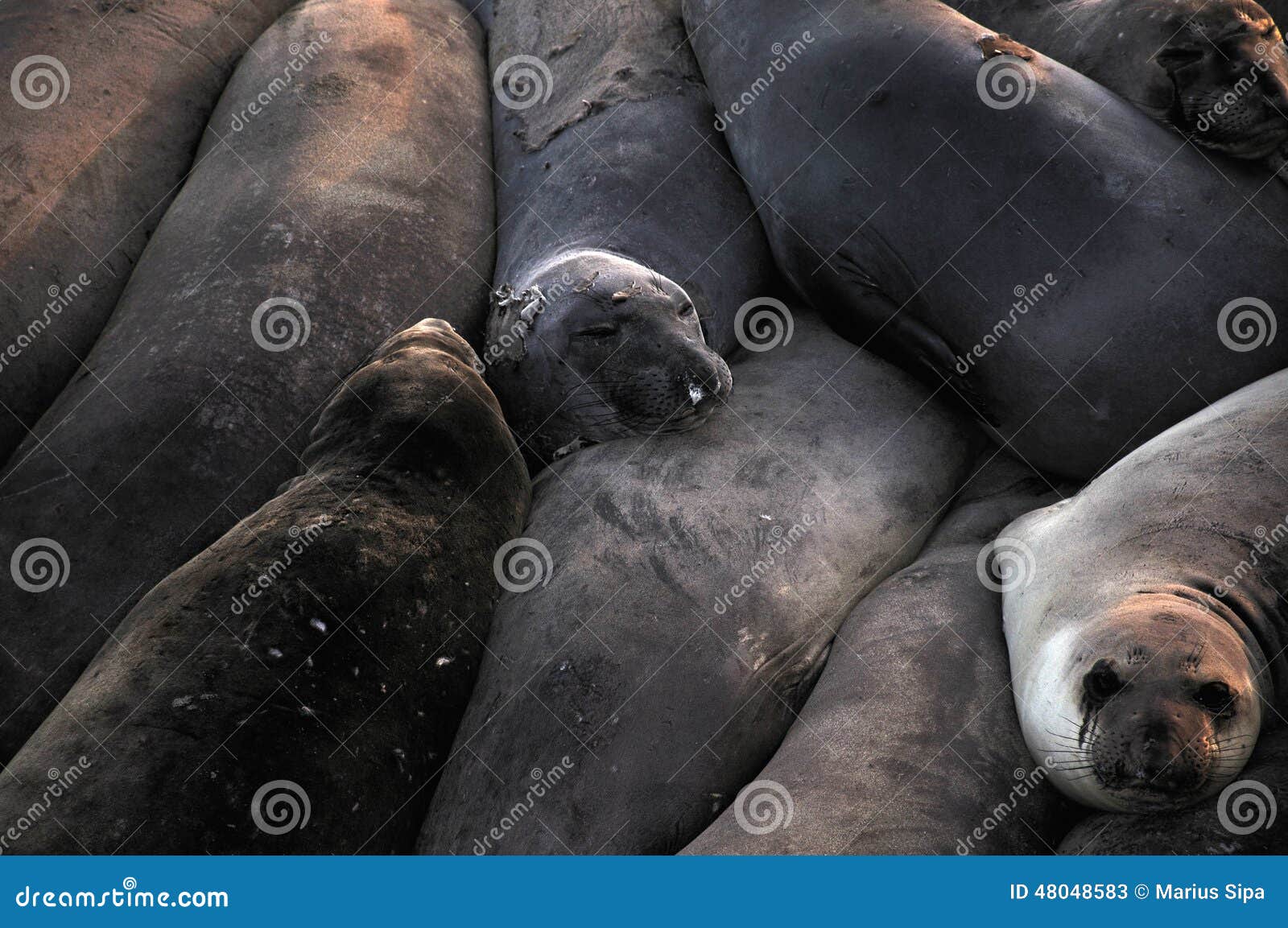 Seals stock image. Image of phocidae, seal, animal, pelt - 48048583
