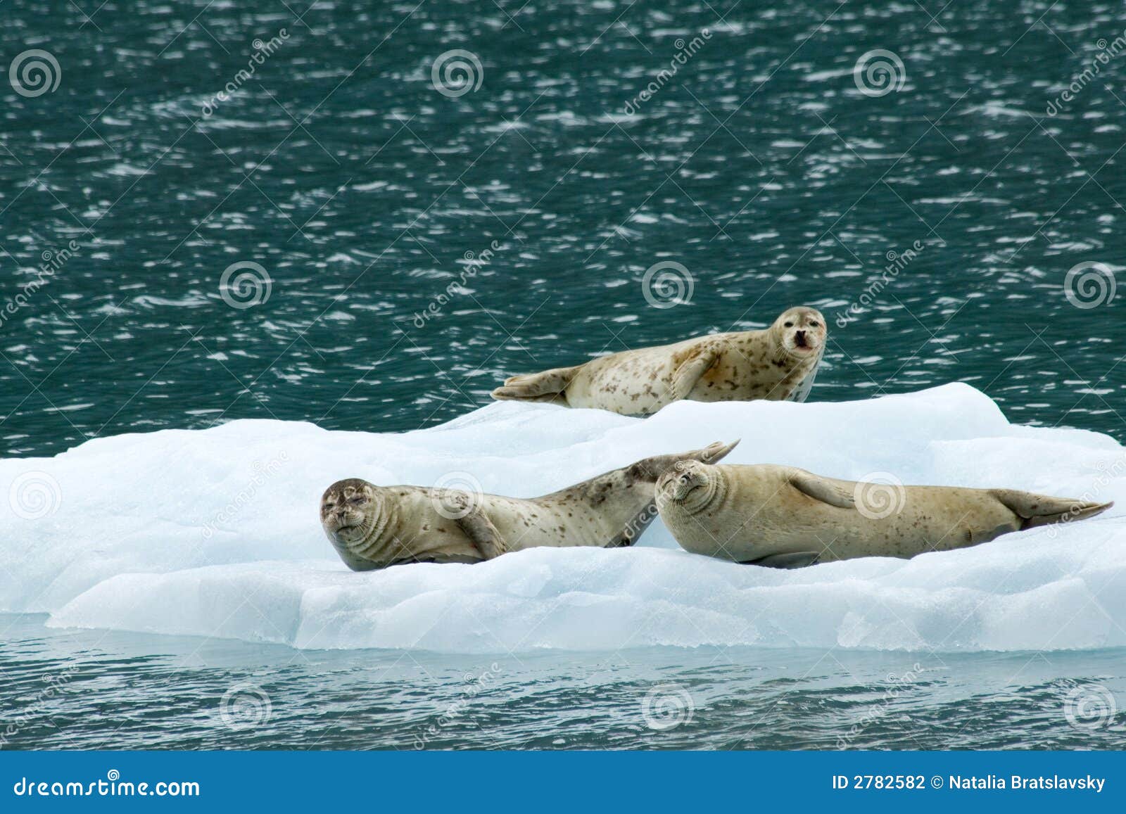 Seals on Ice stock photo. Image of ocean, arctic, sound - 2782582